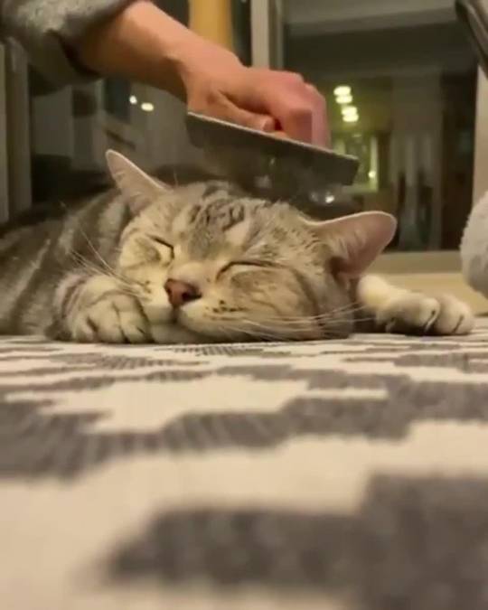 Brushy brushy | Scrolller