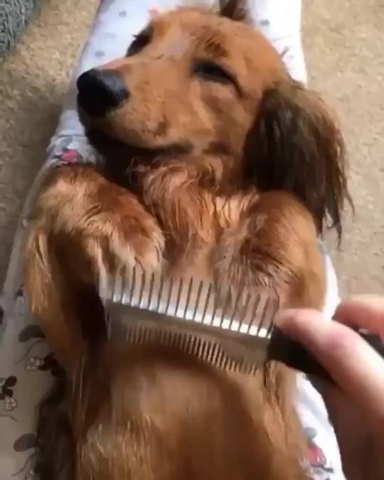 Brushy brushy | Scrolller