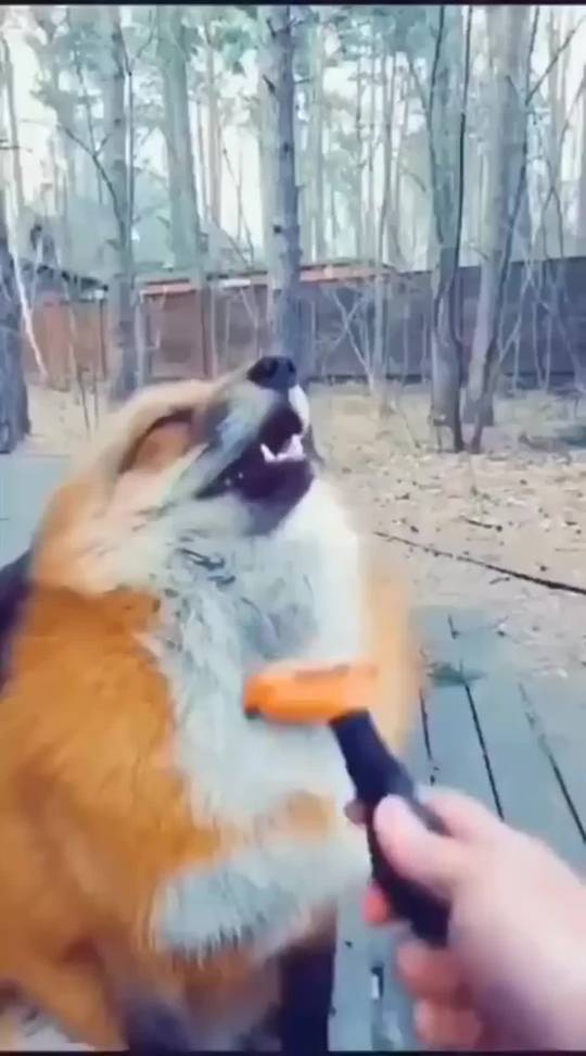 Brushy brushy | Scrolller