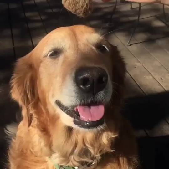 Brushy brushy | Scrolller