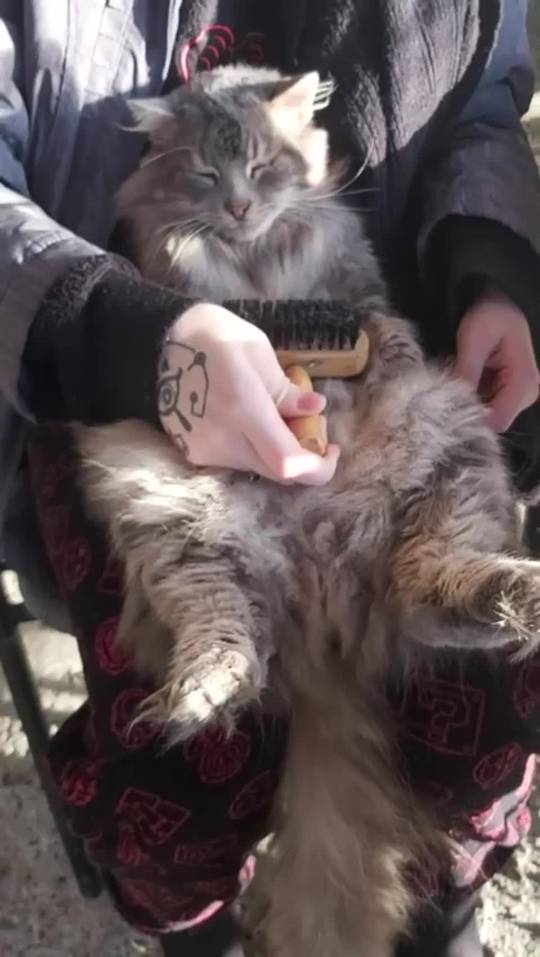 Brushy brushy | Scrolller