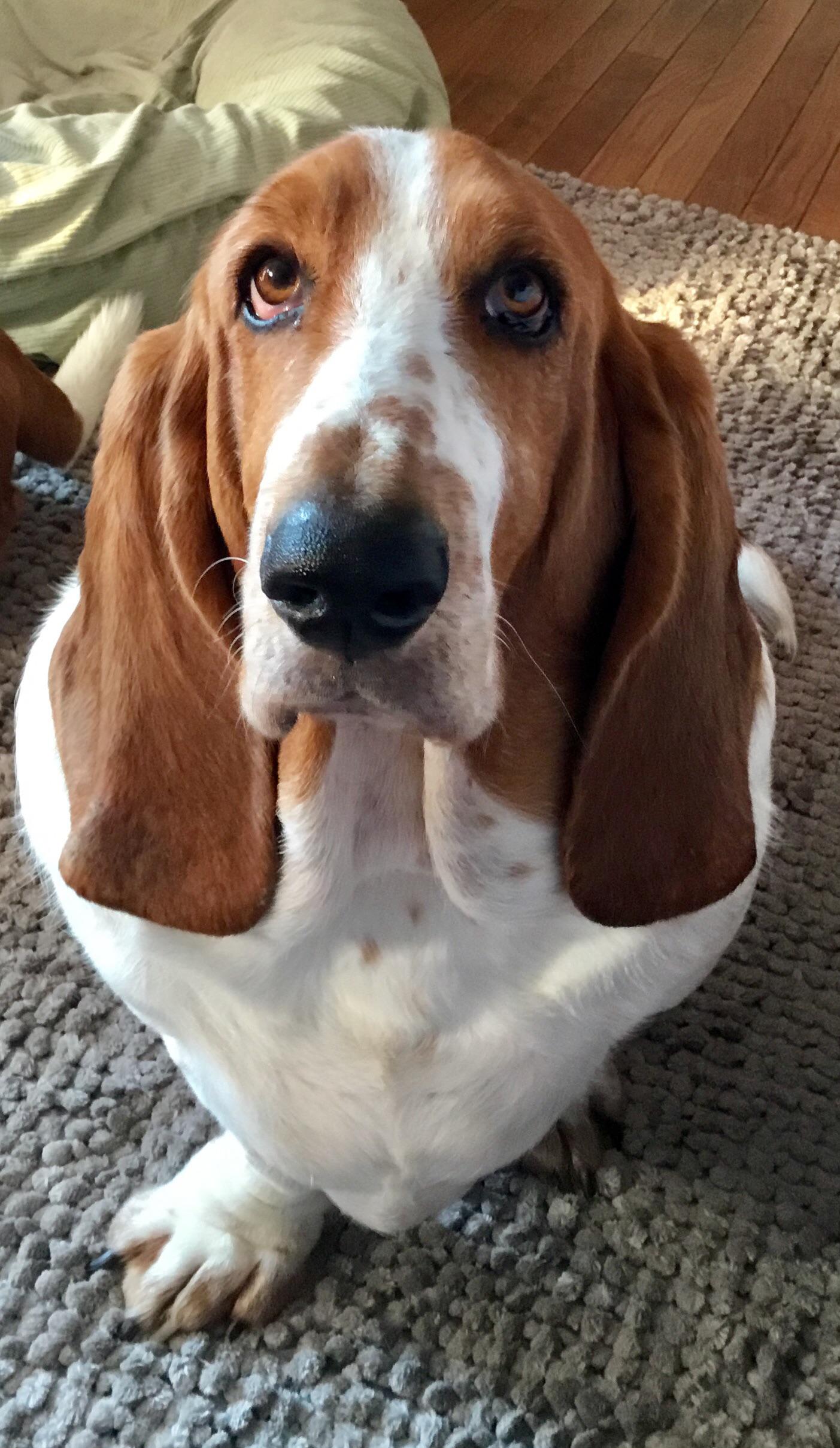 ️🐾Brutus, Good morning mom🐾 ️ | Scrolller