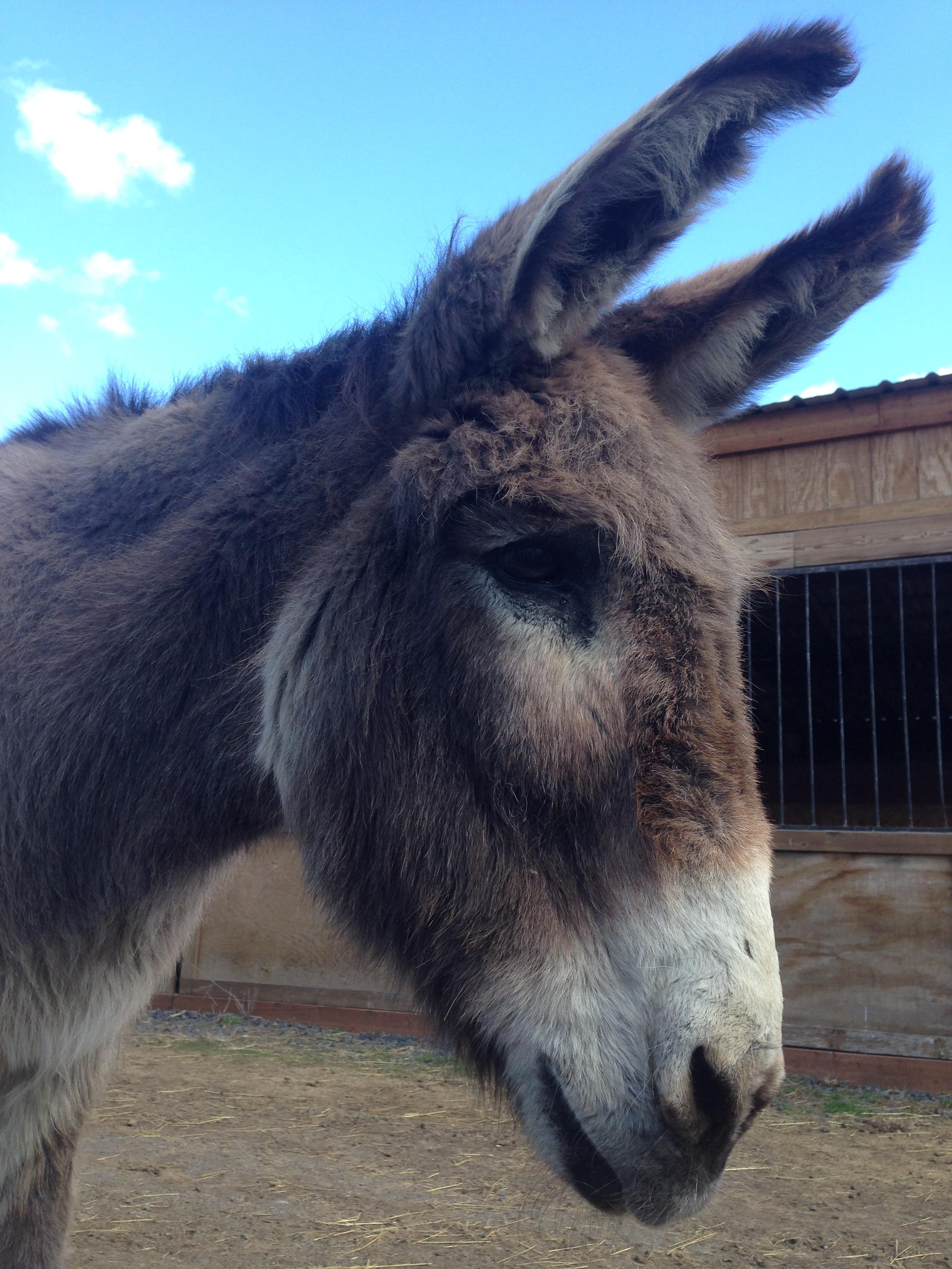 Bryce, the 45 year old donkey. | Scrolller