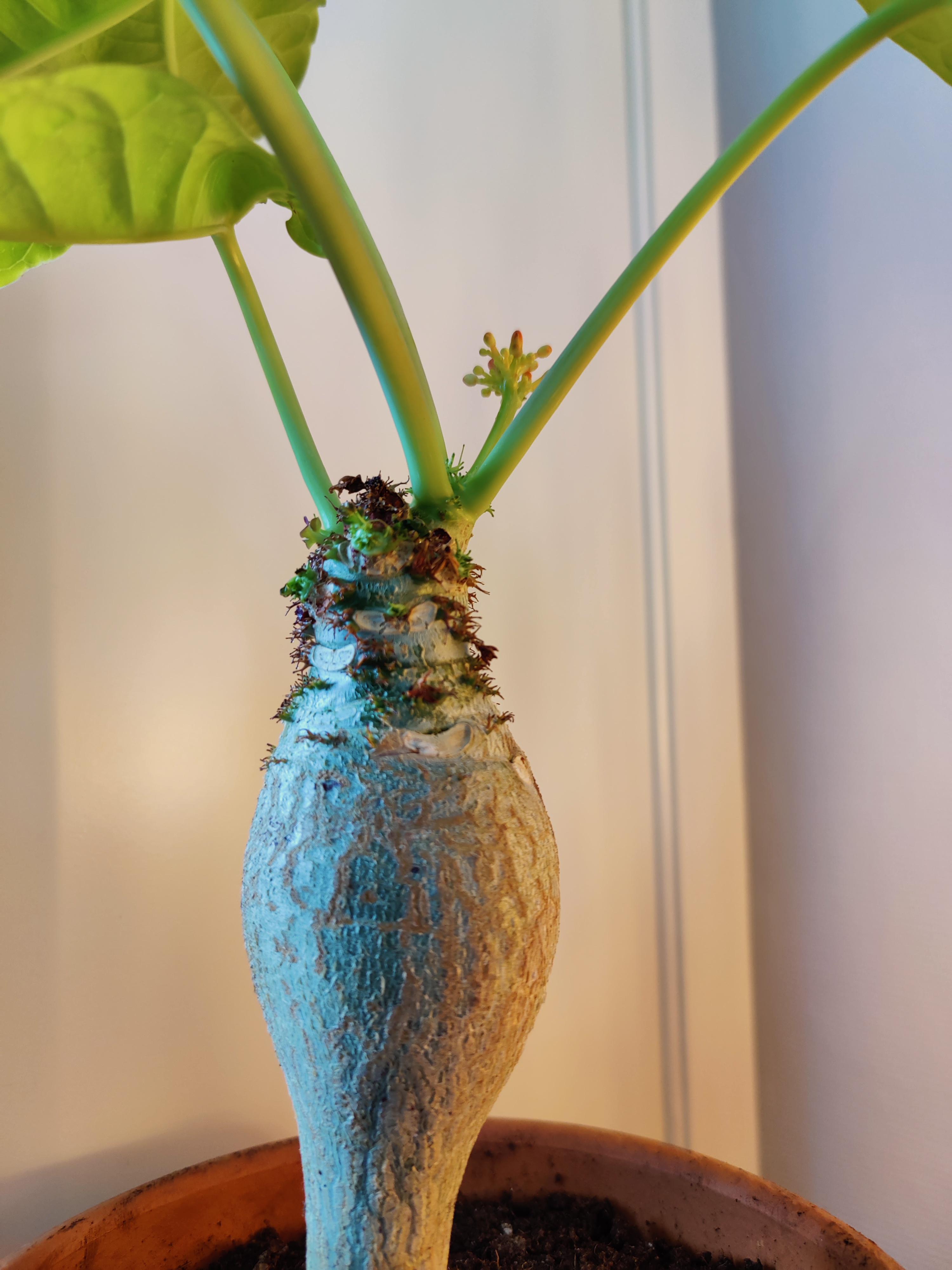 Buddha belly | Scrolller