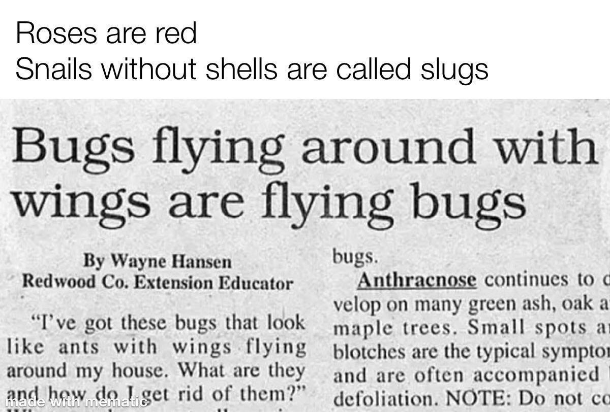 bugs flying around with wings are flying bugs | Scrolller