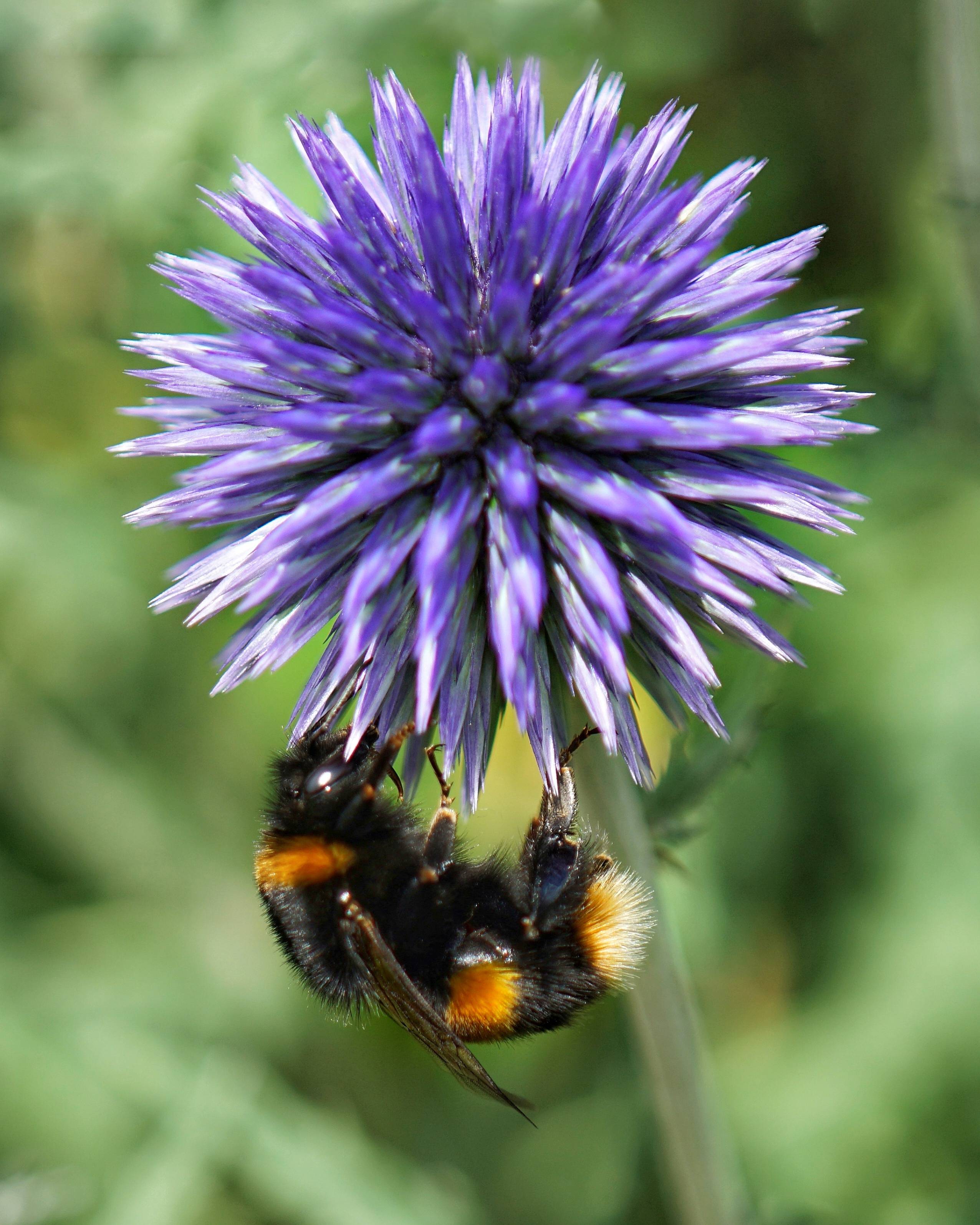 Bumble Bee, a6000, FE 50mm F2.8 | Scrolller