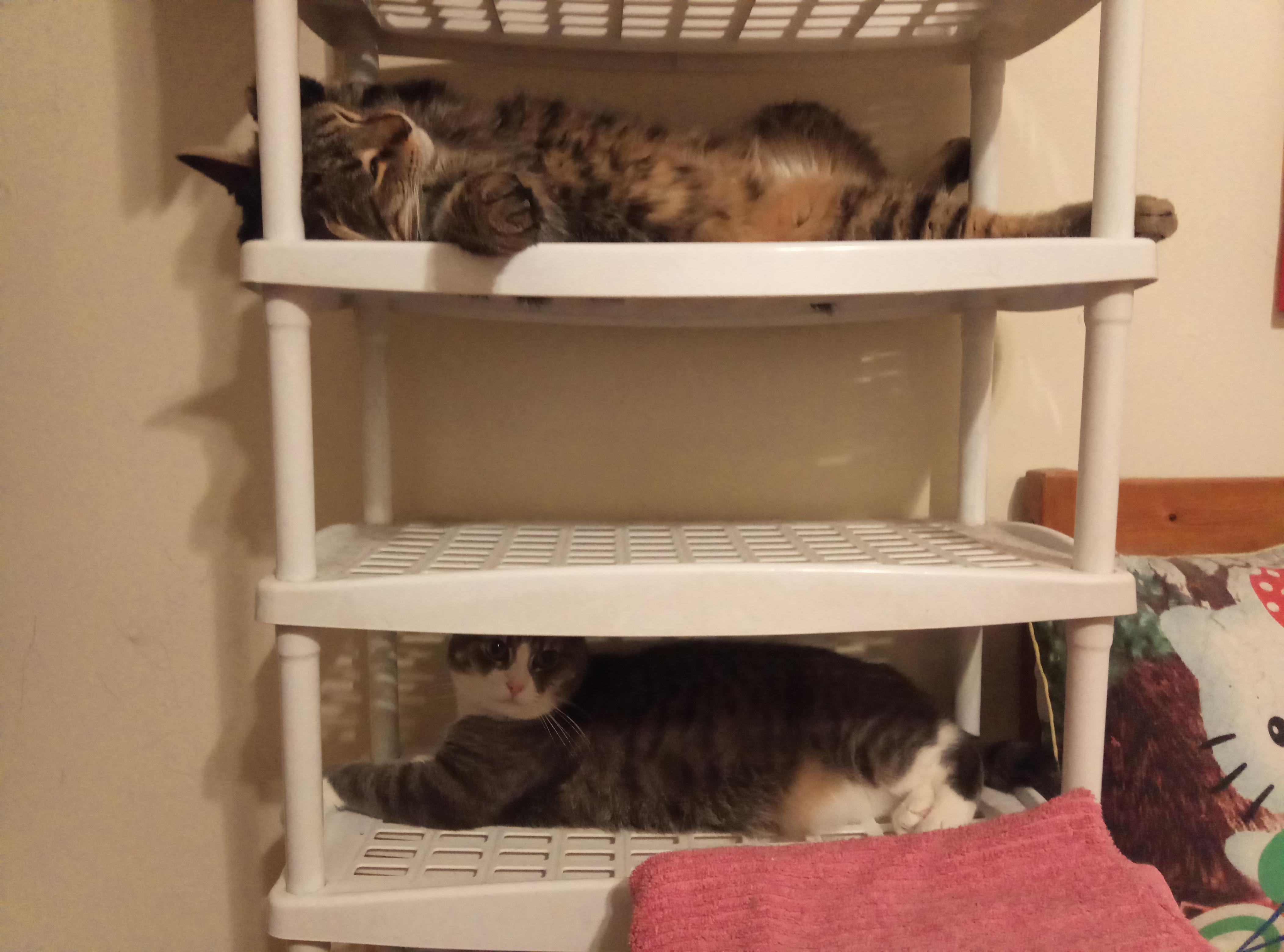 💜BUNK BEDS !!!!! | Scrolller