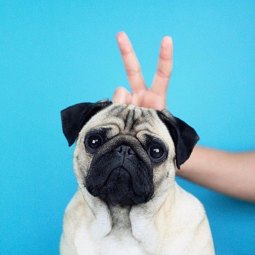 Bunny Ears Scrolller
