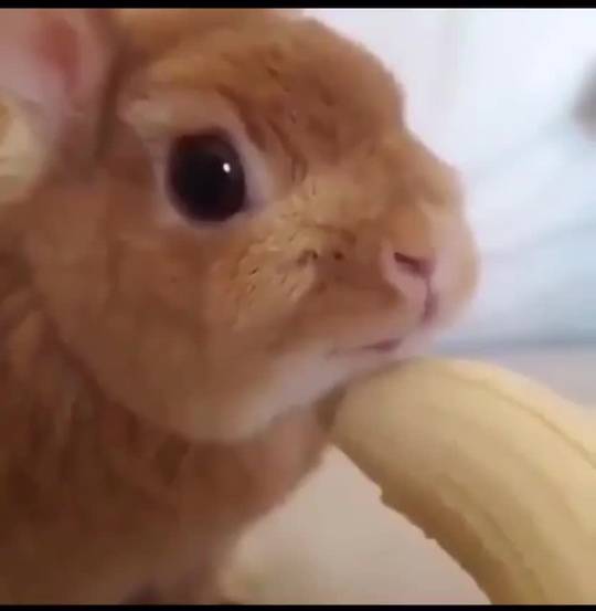 Bunny nibbling on a banana | Scrolller