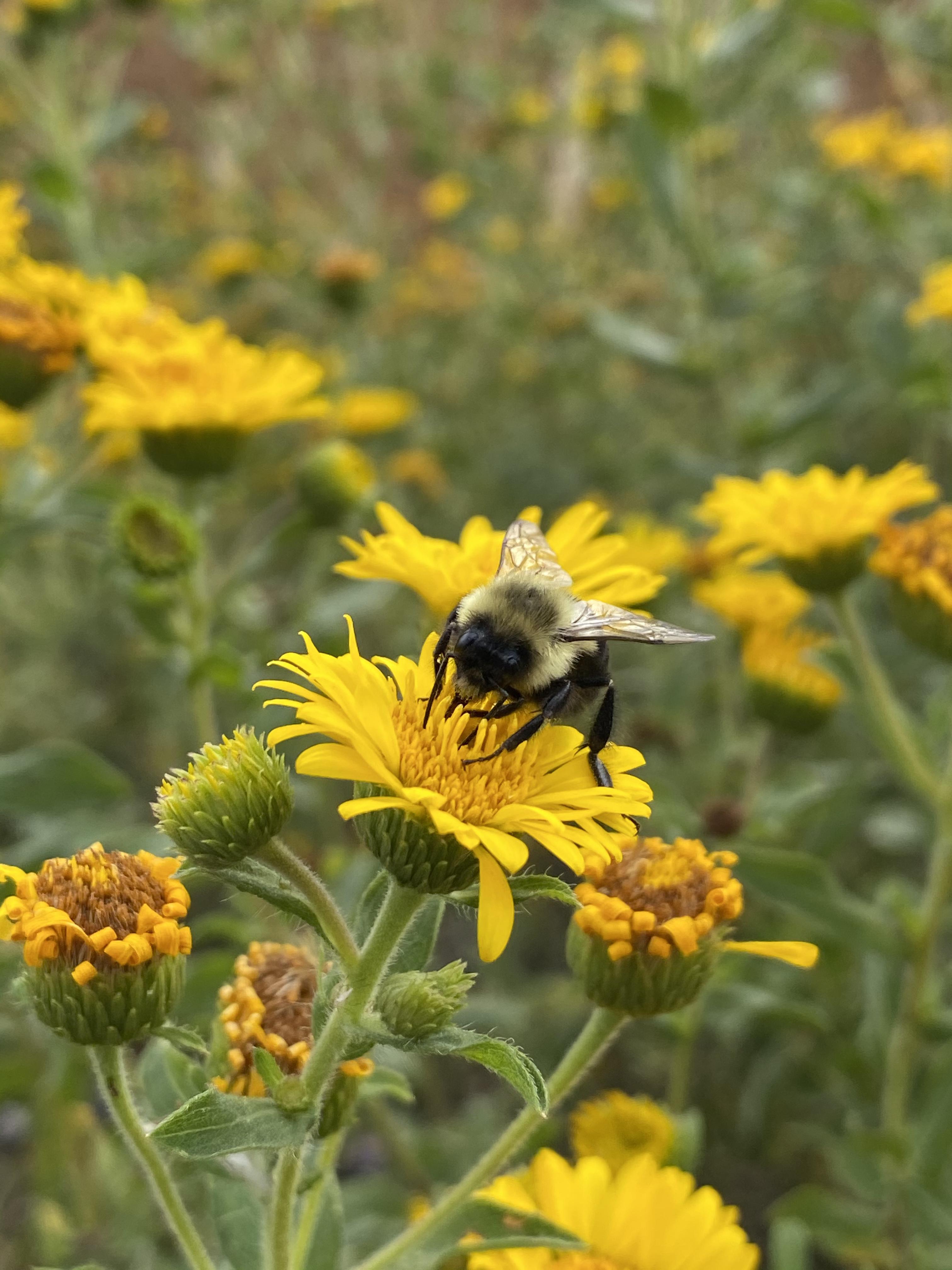 busy bee | Scrolller