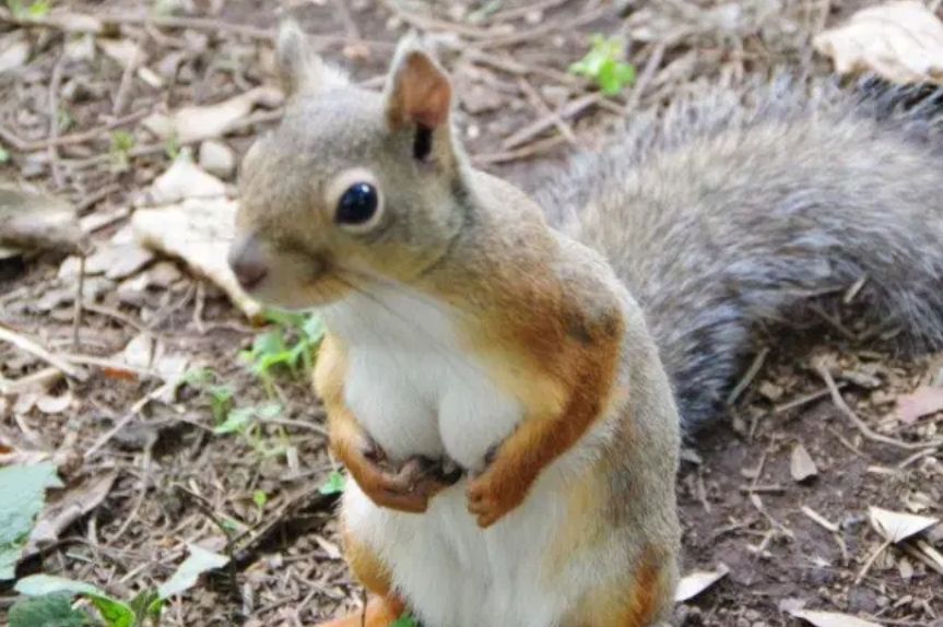 But this is the original Fat Tits the squirrel | Scrolller