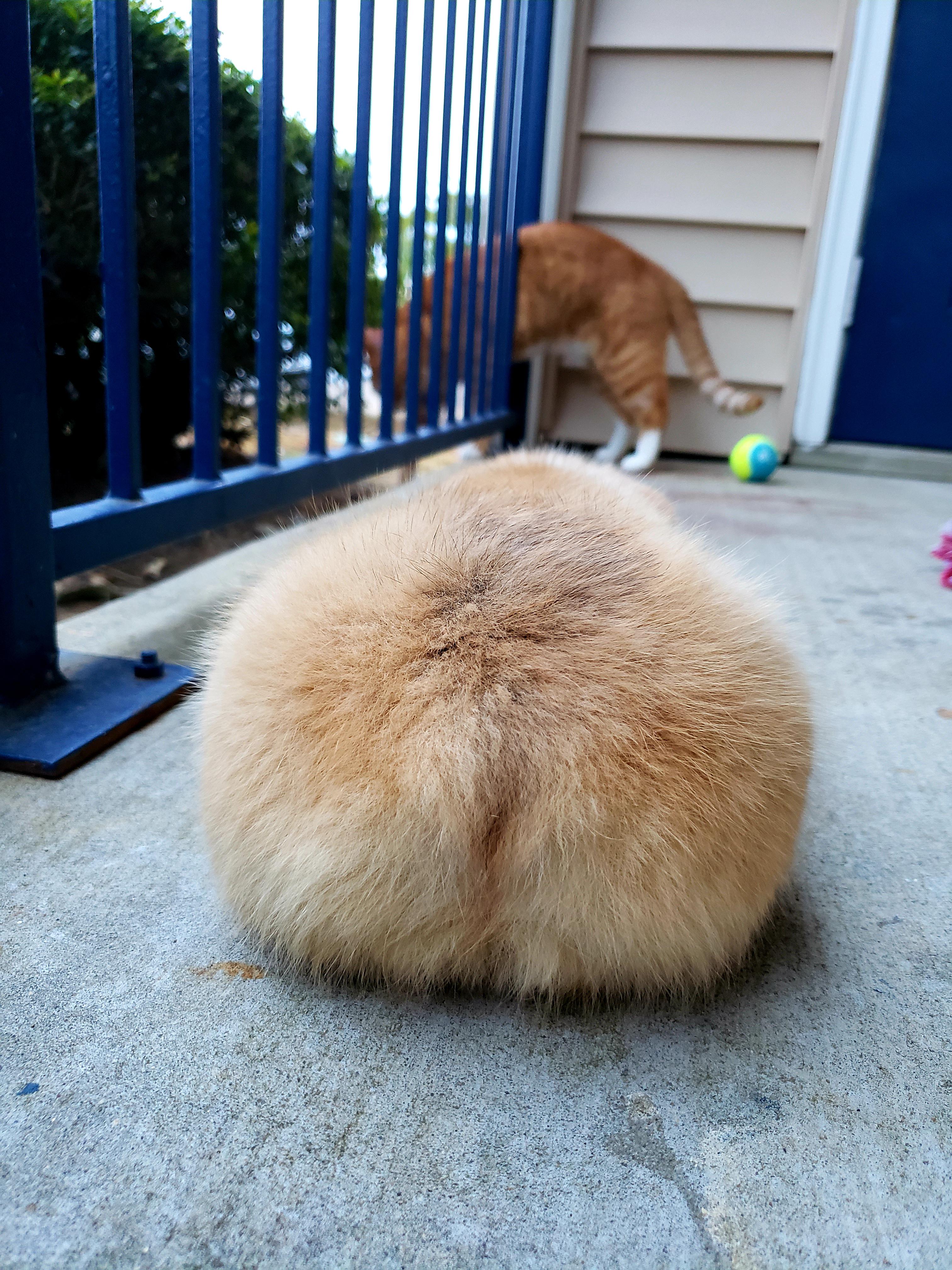 Butt Fluff. | Scrolller