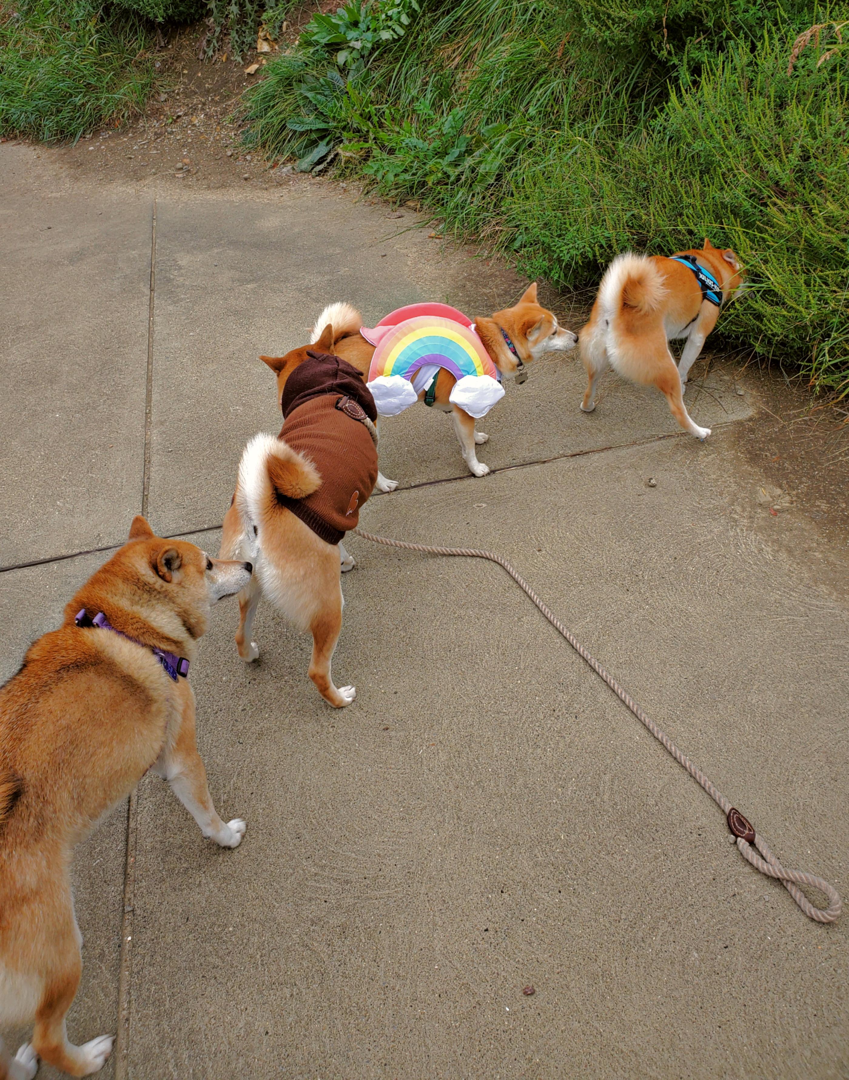 Butt-sniffing shiba train | Scrolller