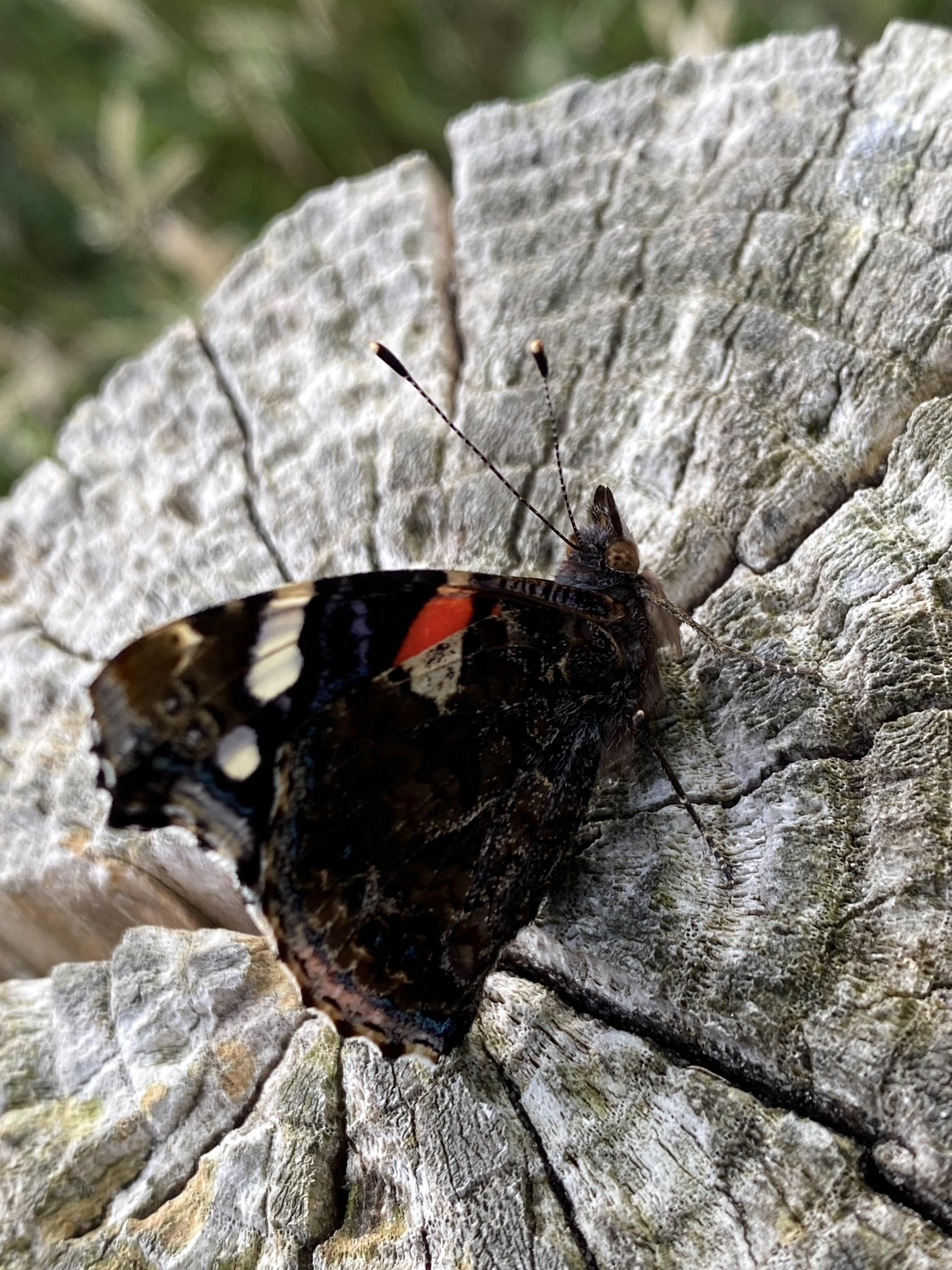 Butterfly, Shot on iphone 12 pro | Scrolller