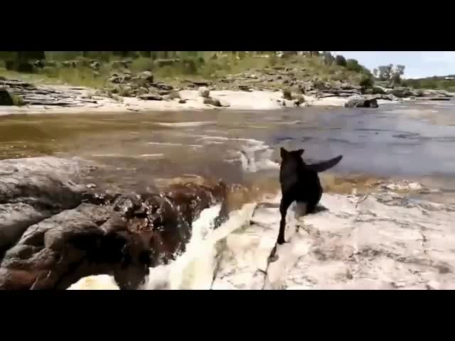 Bye Coco, you were a good dog and will be missed... But wait! | Scrolller