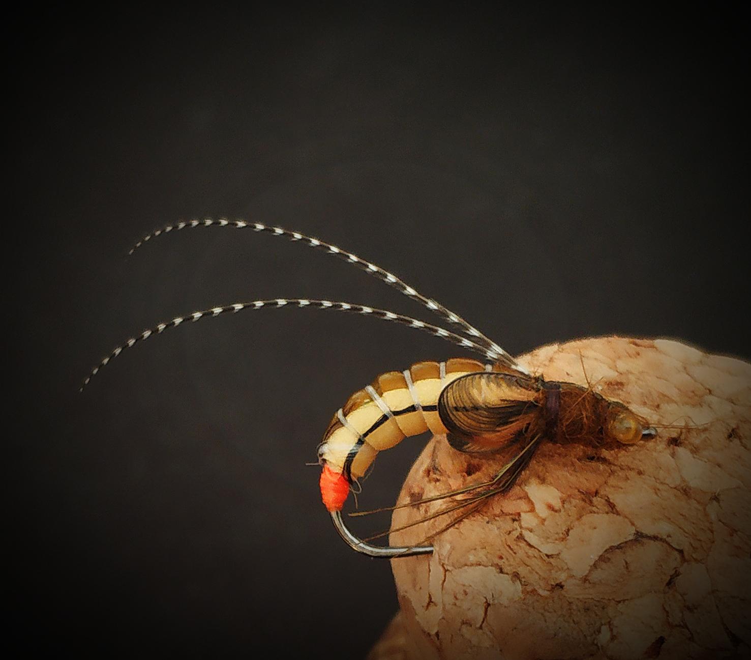 Caddis pupa | Scrolller