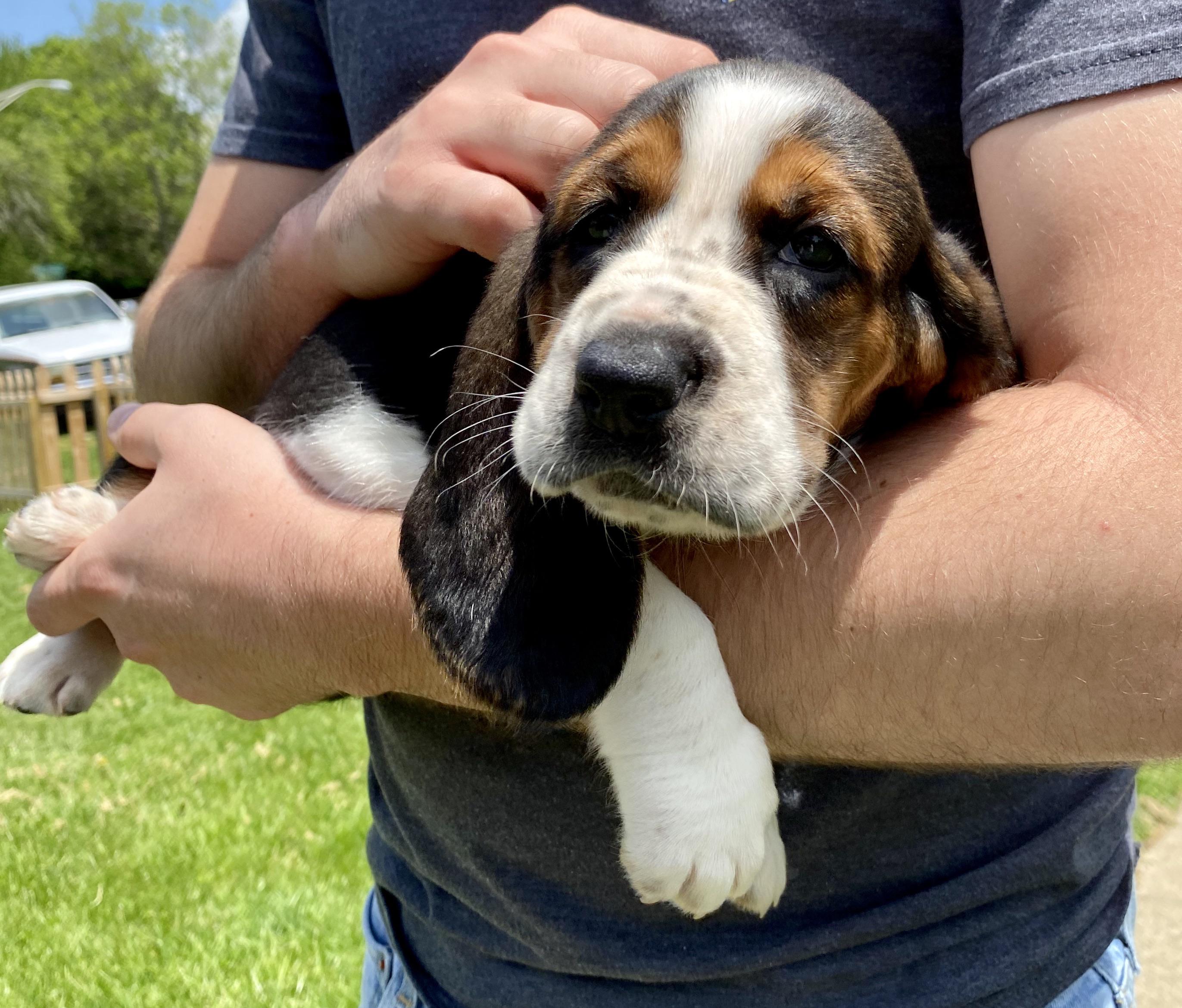 Caesar comes home Thursday ️ | Scrolller