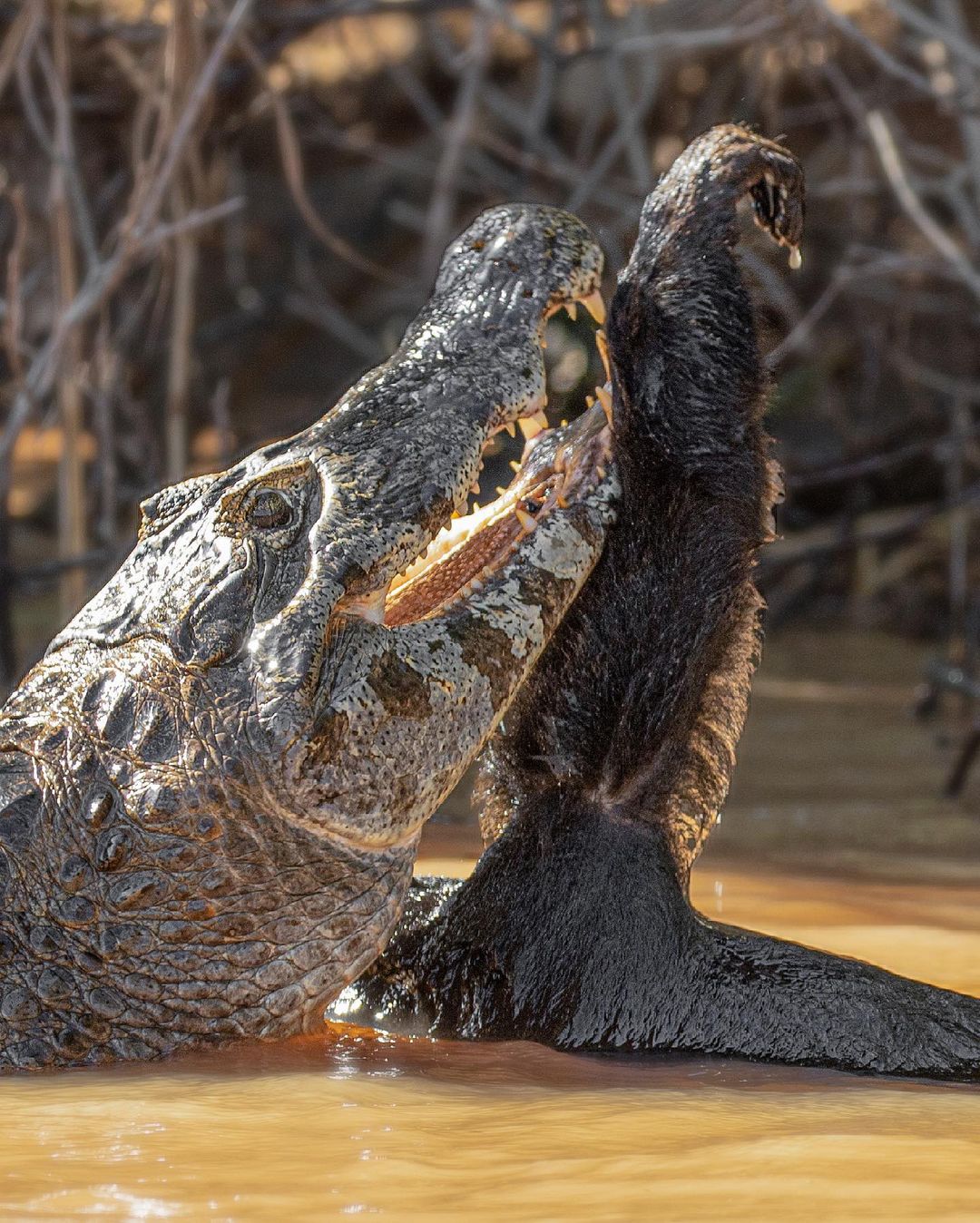 Caiman with howler monkey kill | Scrolller
