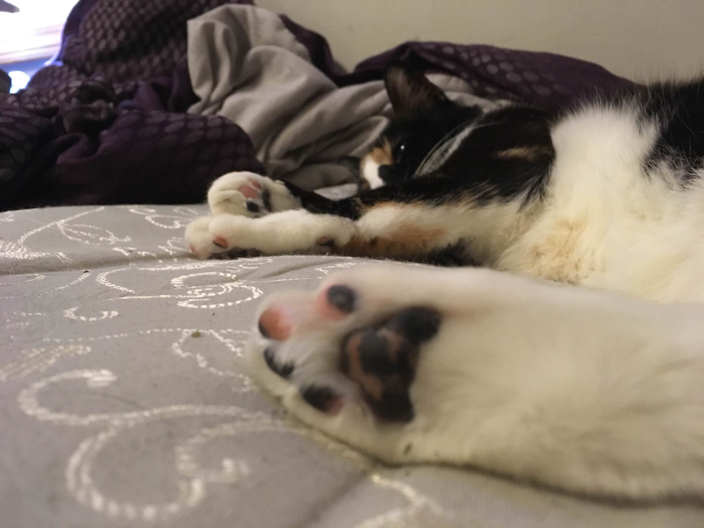 Calico feetsies | Scrolller