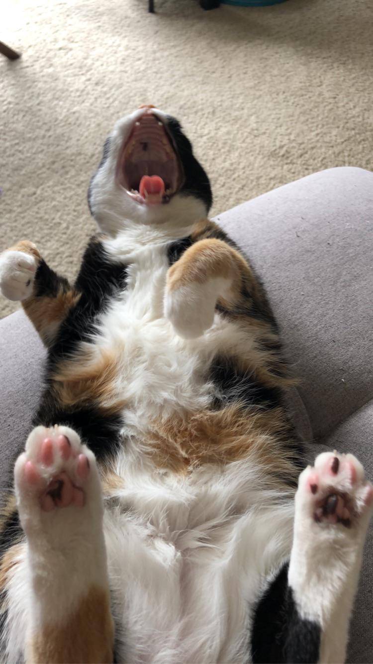 Calico mouth! | Scrolller