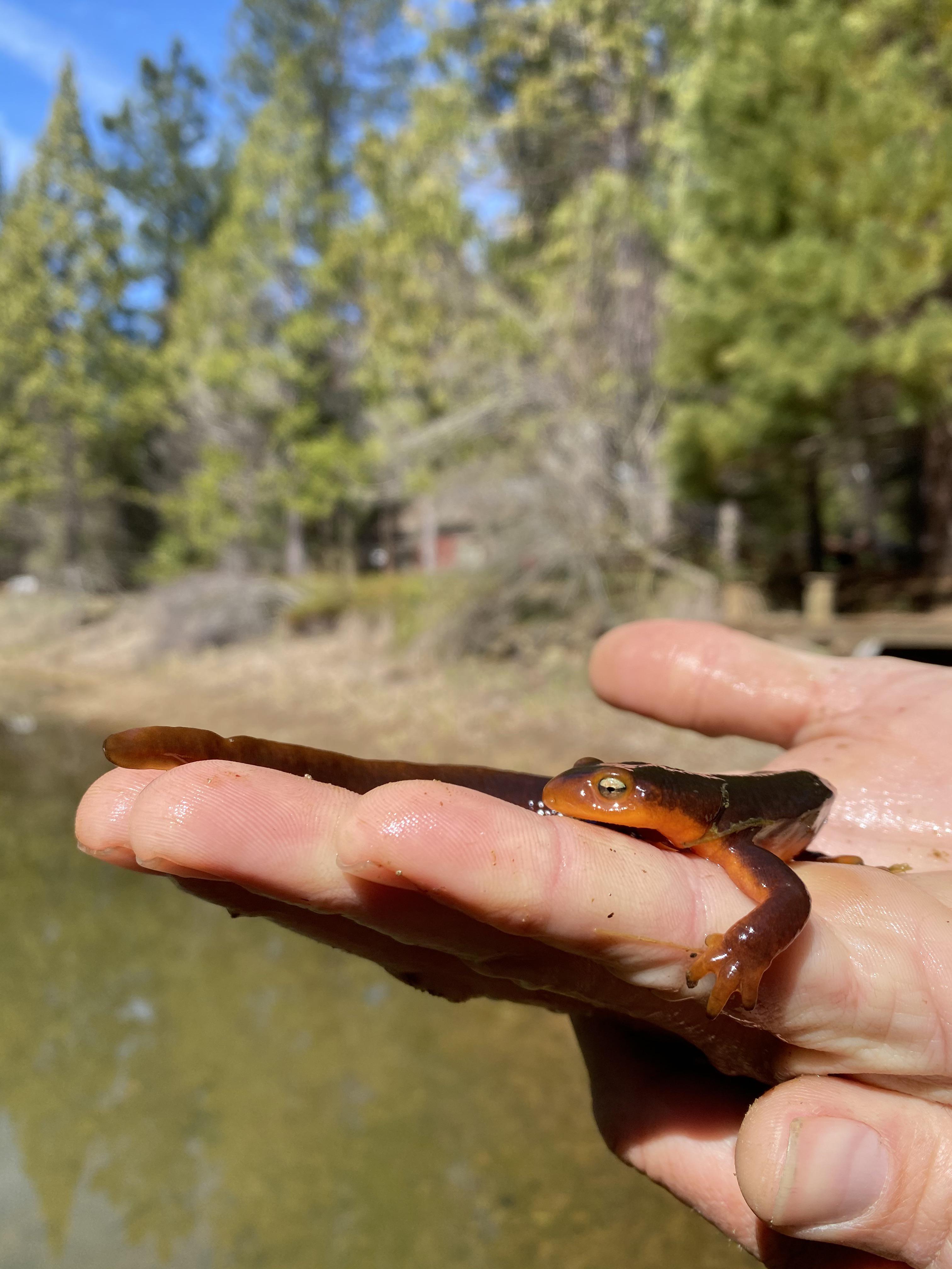 California newt! Yuba County, CA | Scrolller