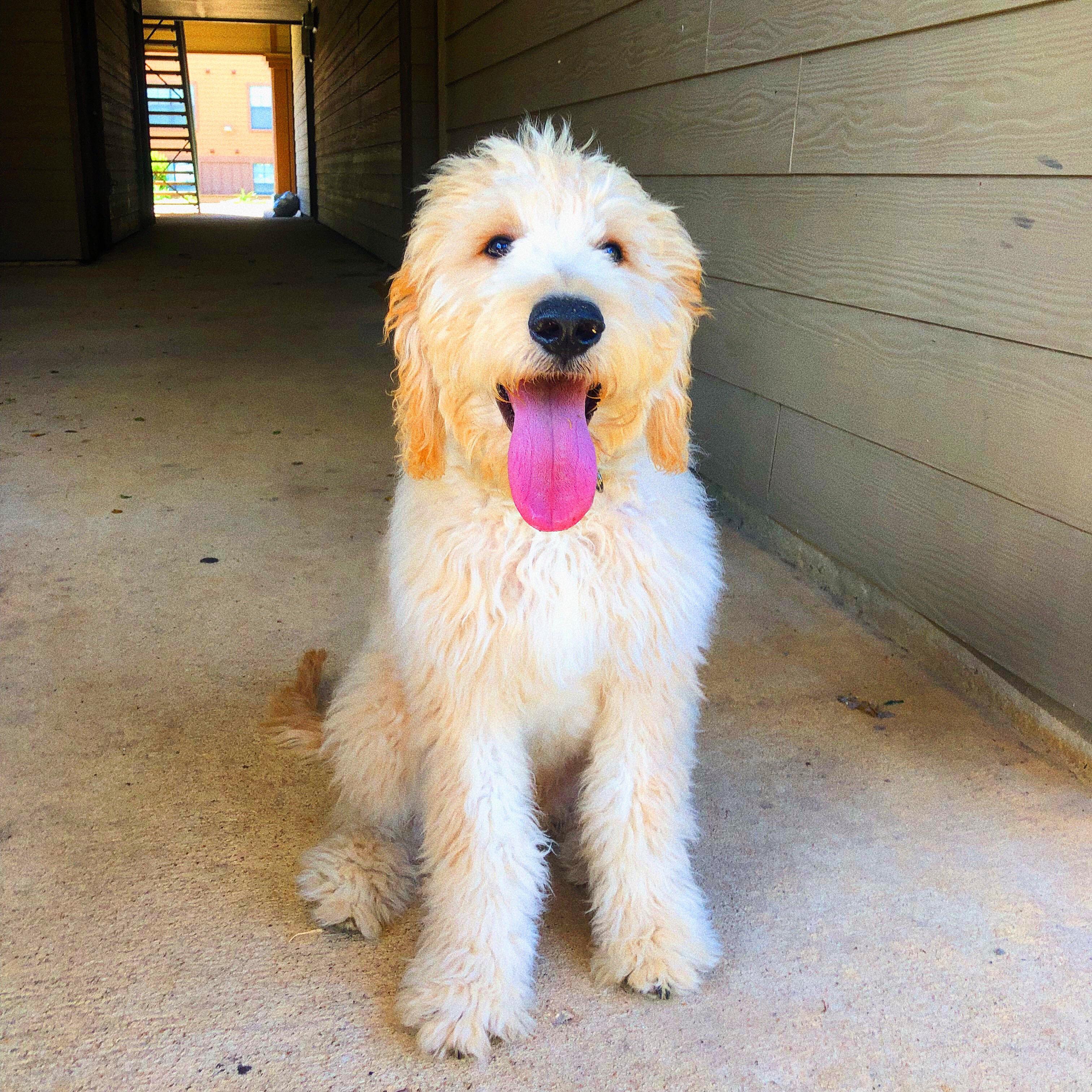 Camper is five months old today! | Scrolller