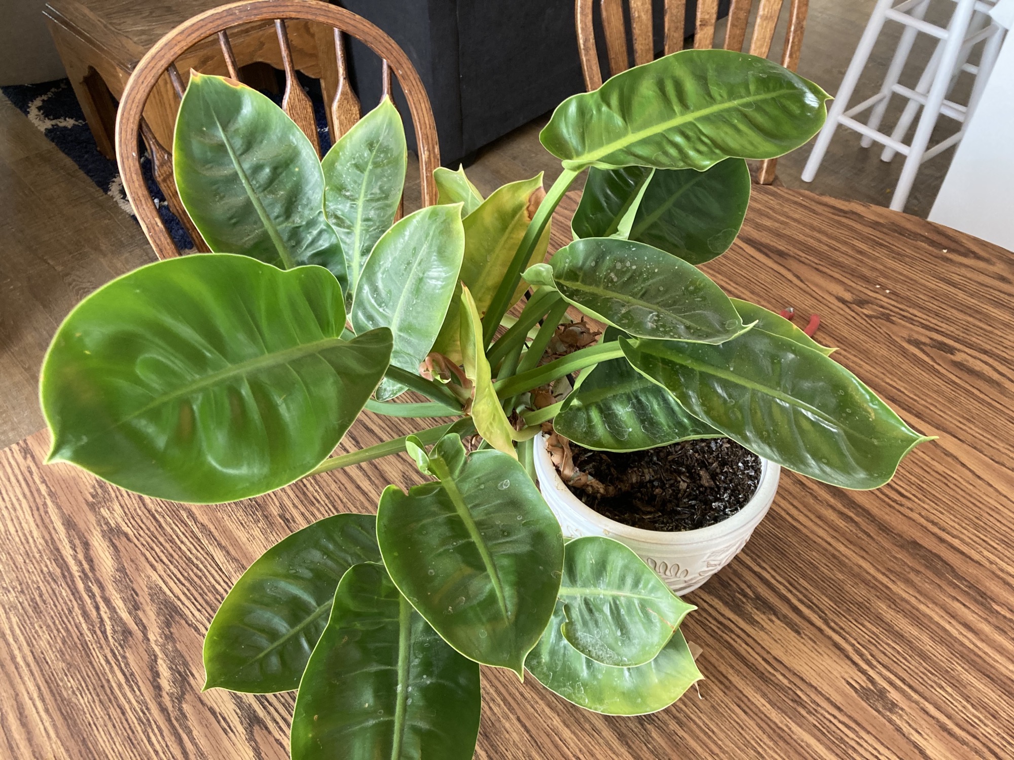 Can anyone help me identify this plant? I think it’s a philodendron? Also how can I help it not ...