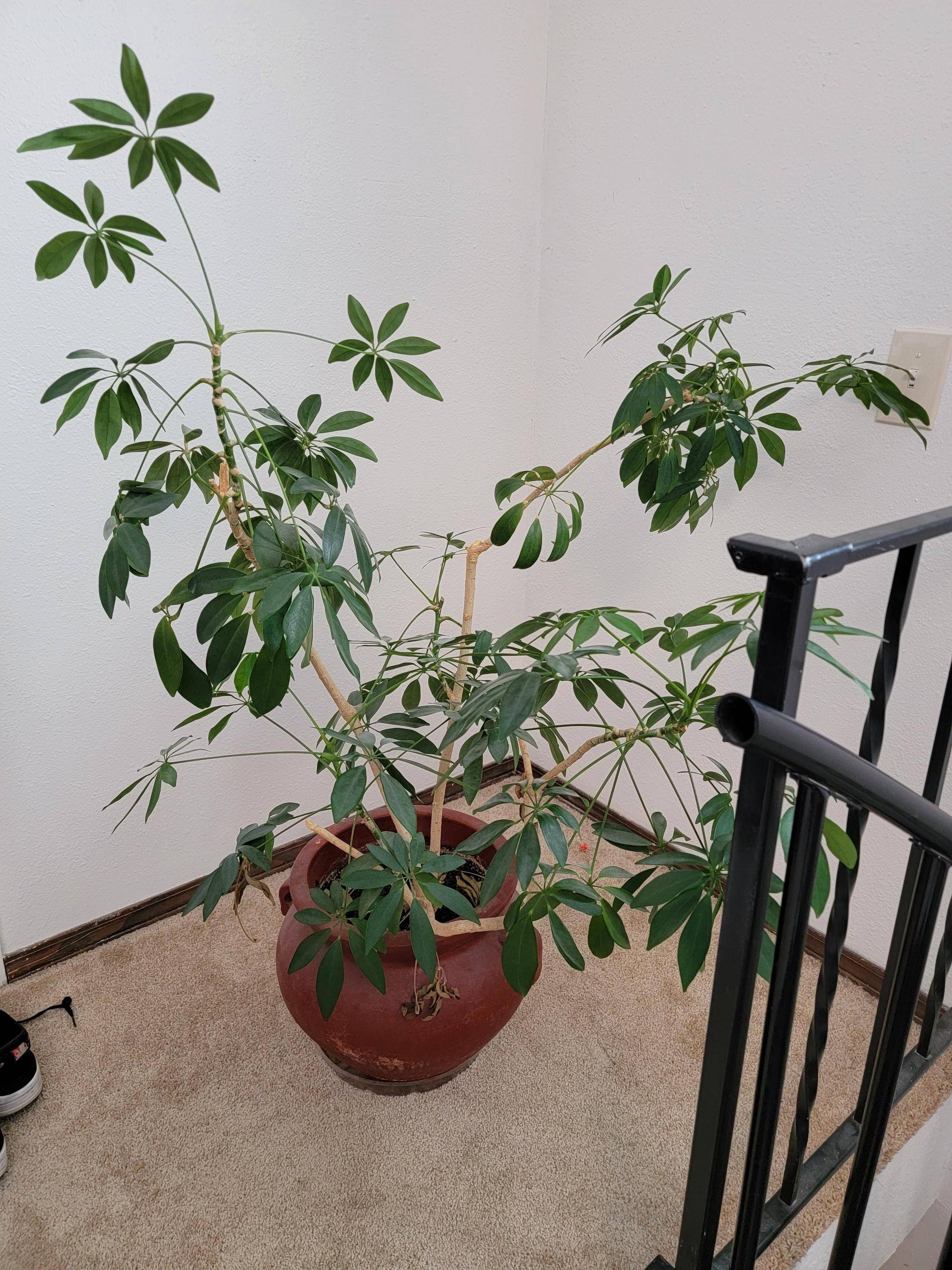 Can anyone identify this funky plant? | Scrolller