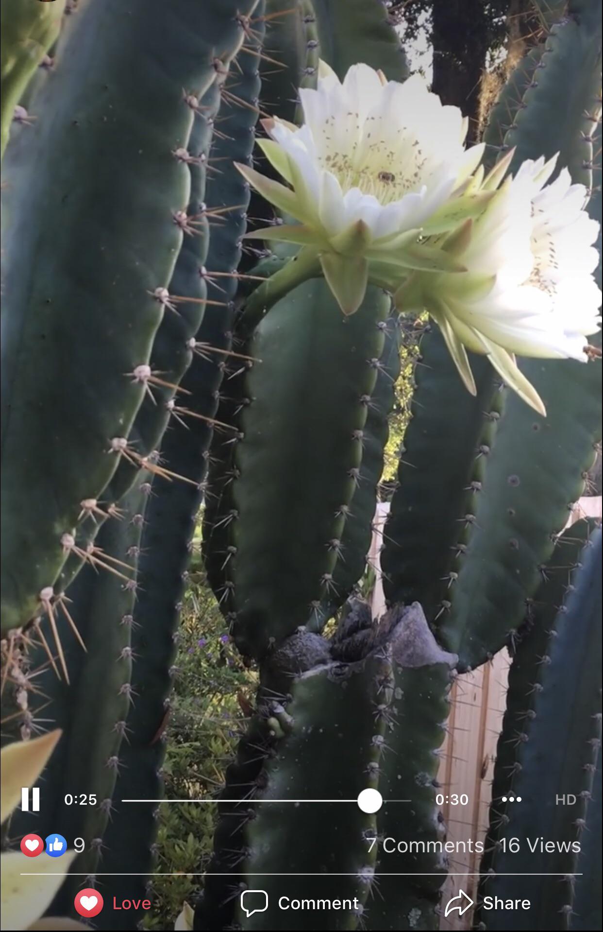 Can anyone identify this? My aunt is growing it, just wondering if it ...