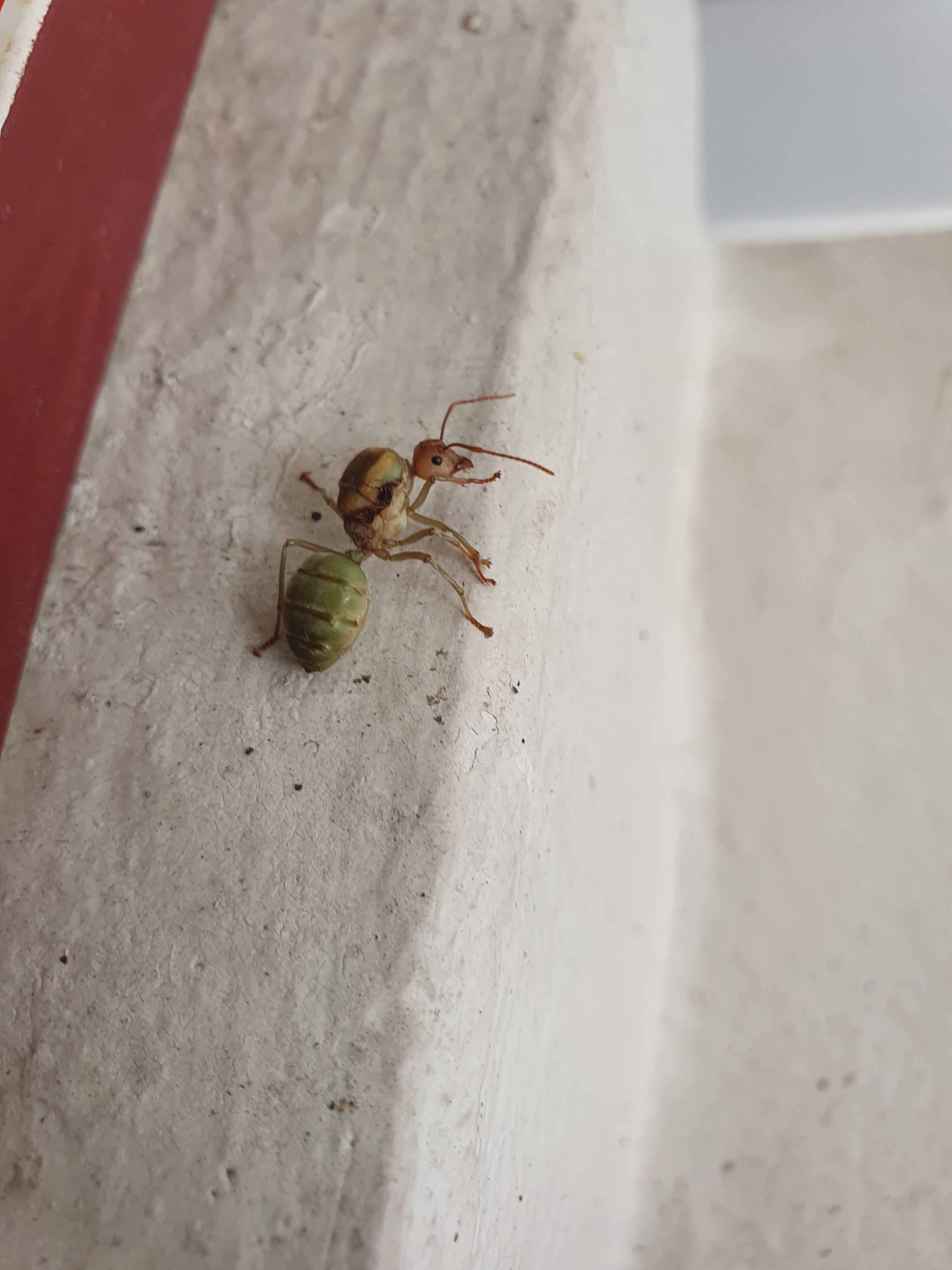 Can anyone tell me anything about this insect? | Scrolller