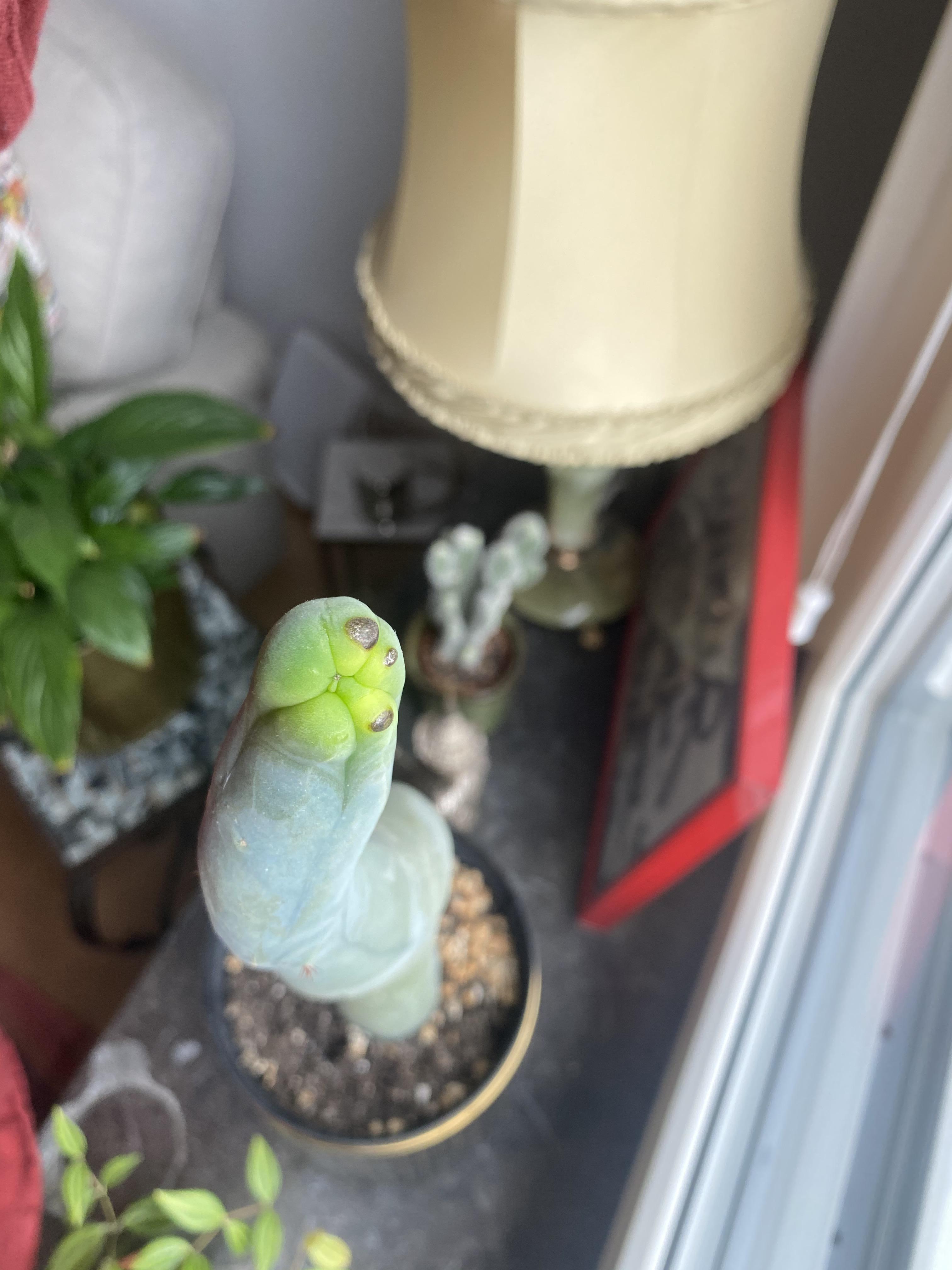 Can anyone tell me what these black spots are? | Scrolller