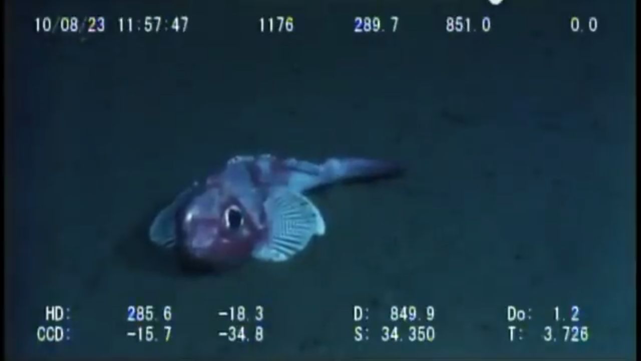 Can somebody ID this fish? | Scrolller