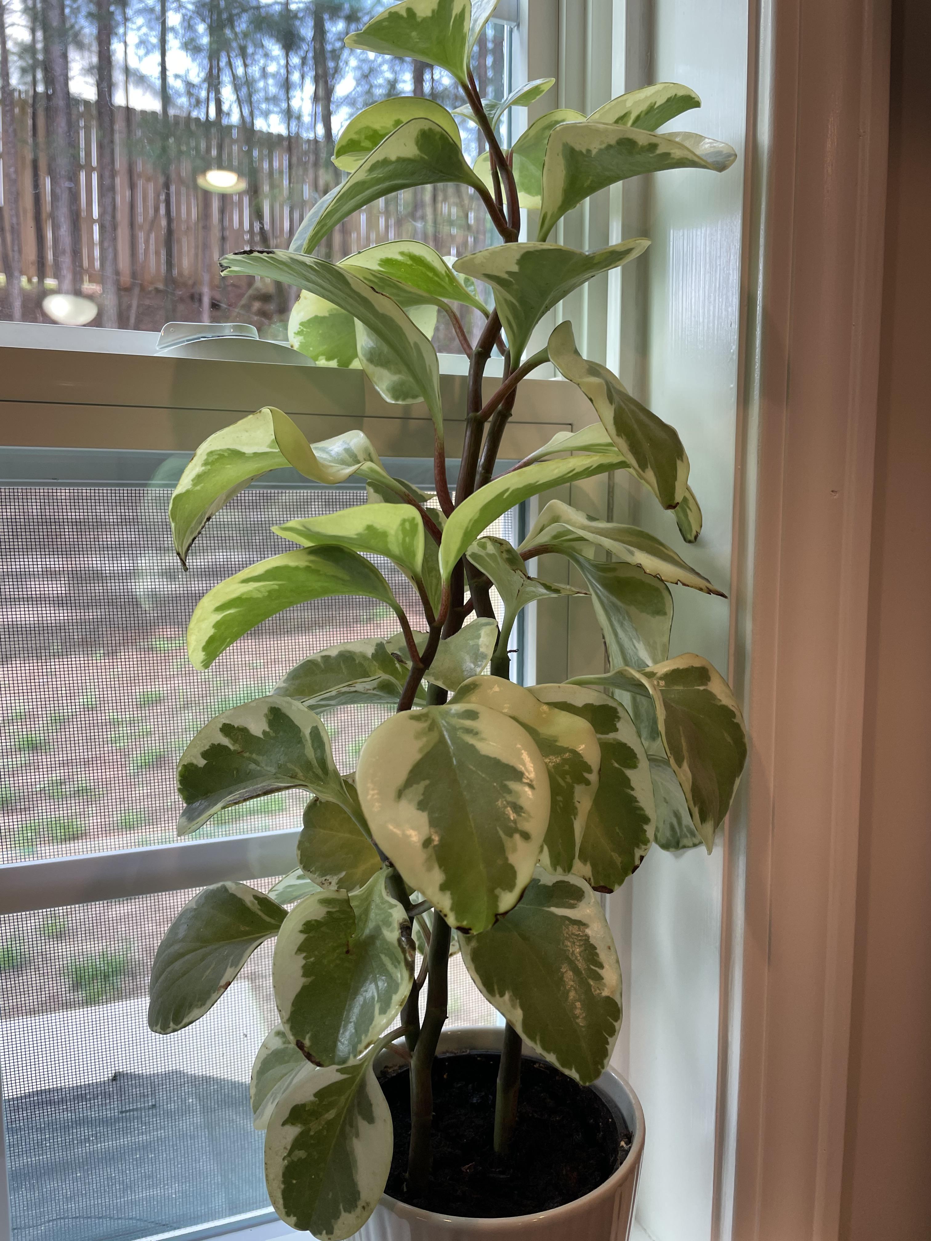 Can someone help identify this plant? It’s growing like crazy and needs a bigger planter but I’d ...