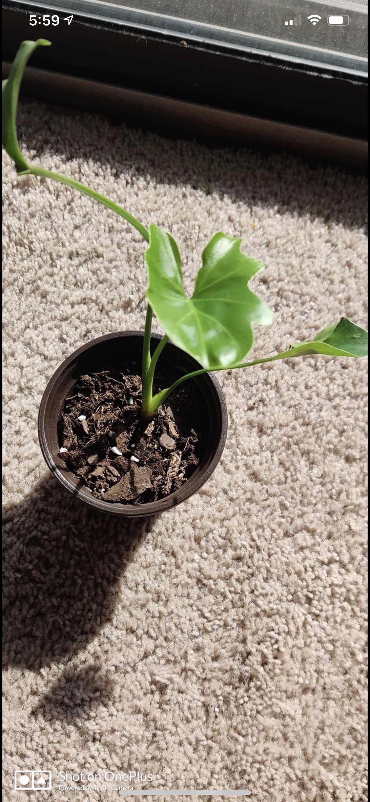 Can someone help me ID this plant? | Scrolller