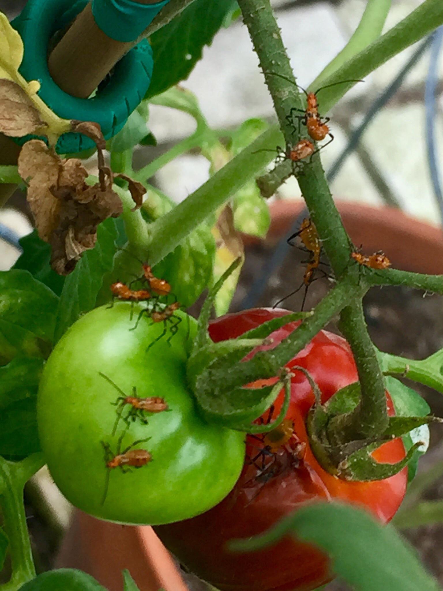 Can someone please identify this bug ruining my tomatoes?.. | Scrolller