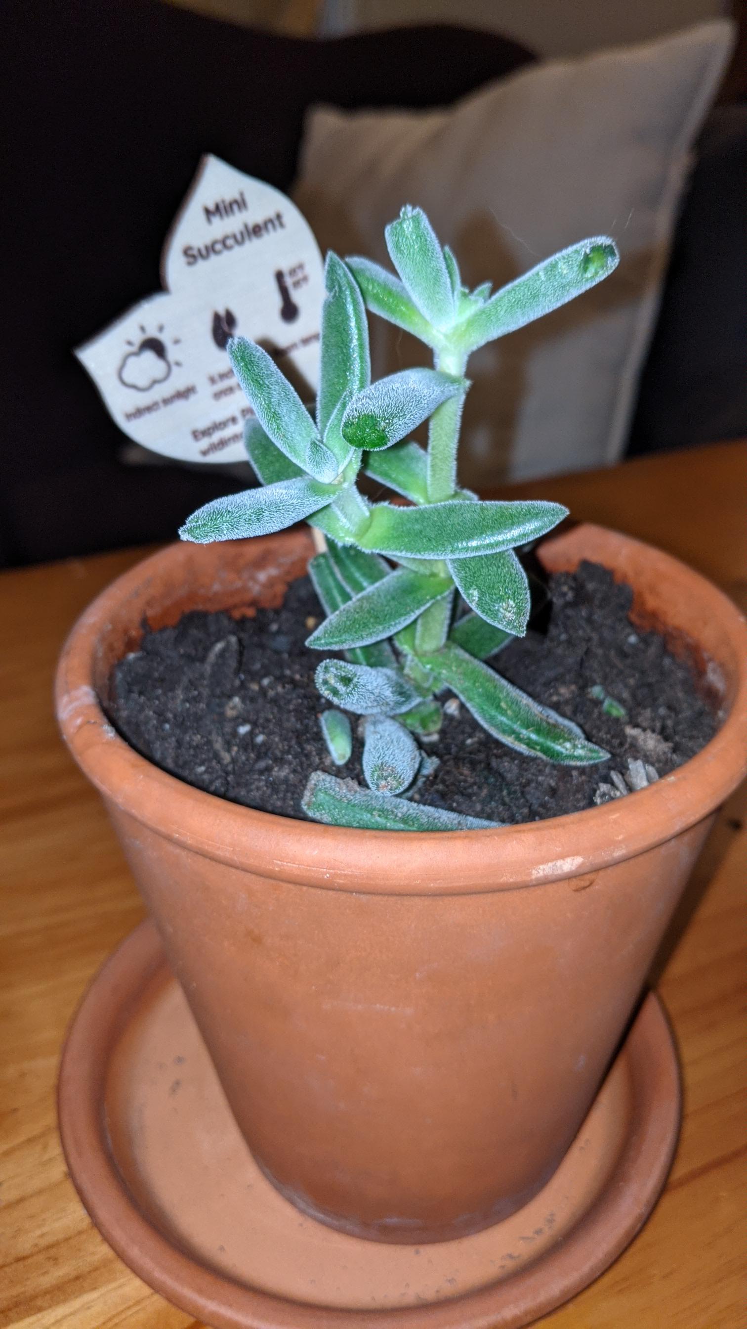 Can you help me identify this succulent? I'm worried my cat may be sick ... Can you help me identify this succulent? I'm worried my cat may be sick ...