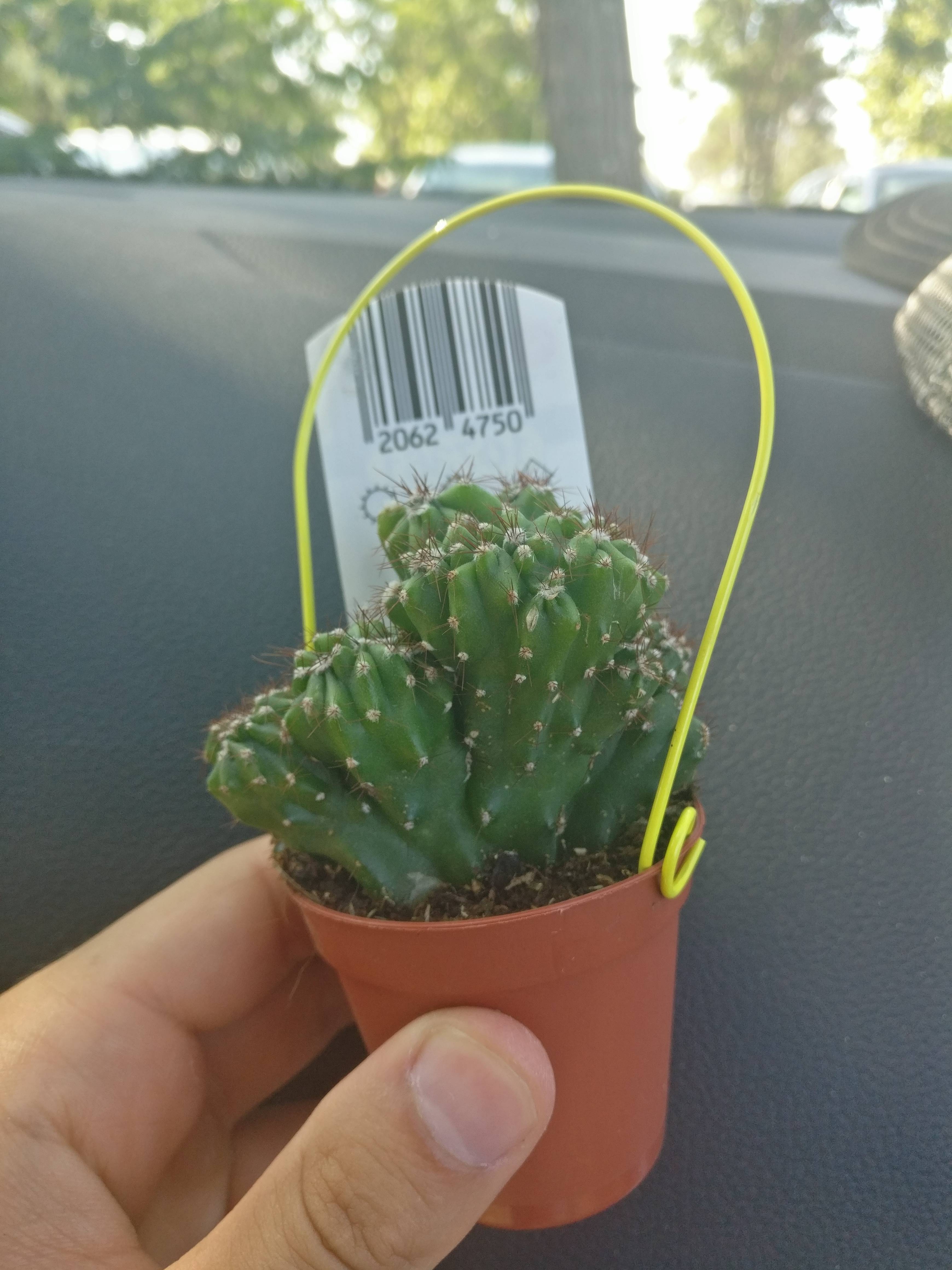 Can you ID this cactus? Possibly monstrose variety? | Scrolller