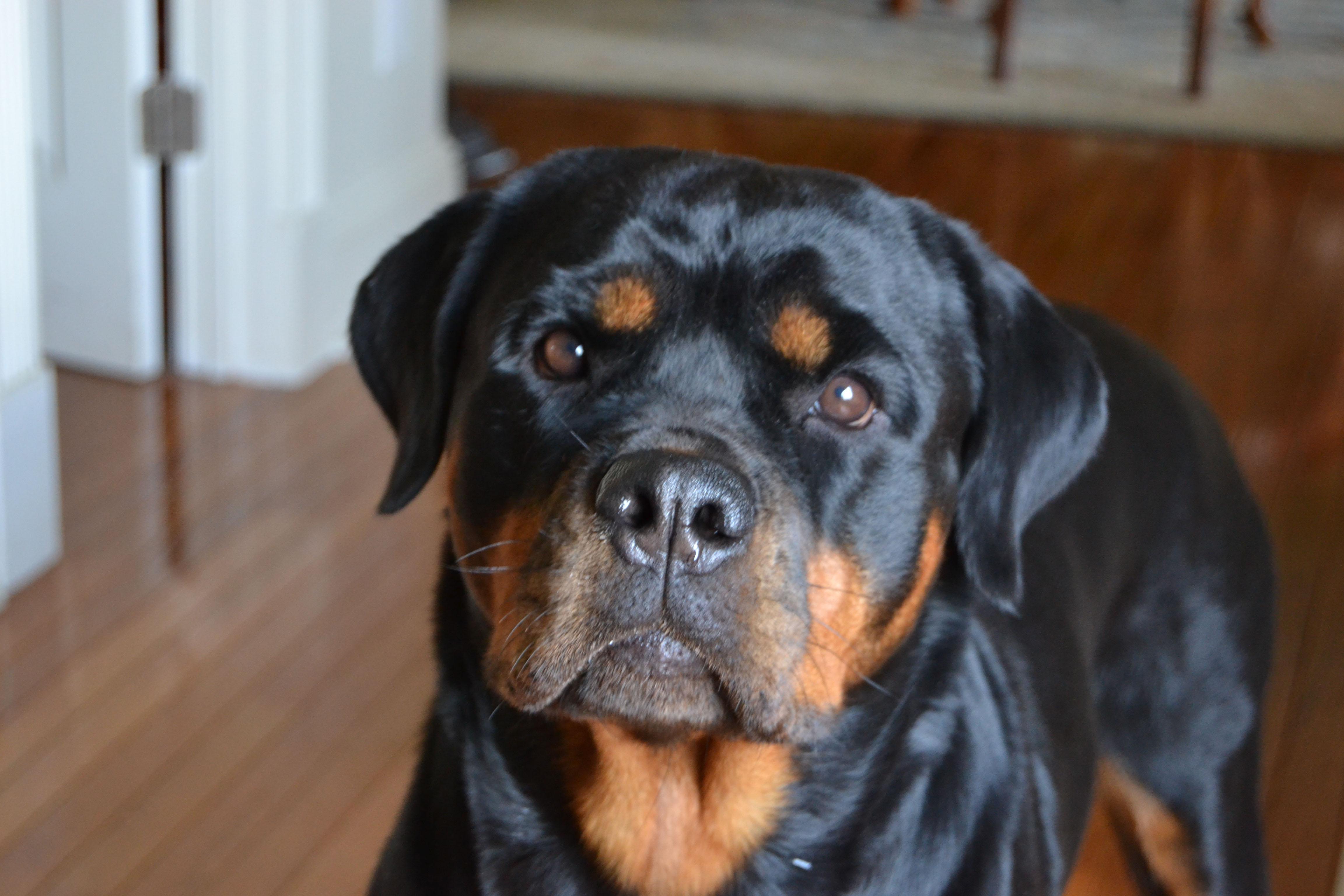 Can you name a cuter more loveable breed? | Scrolller