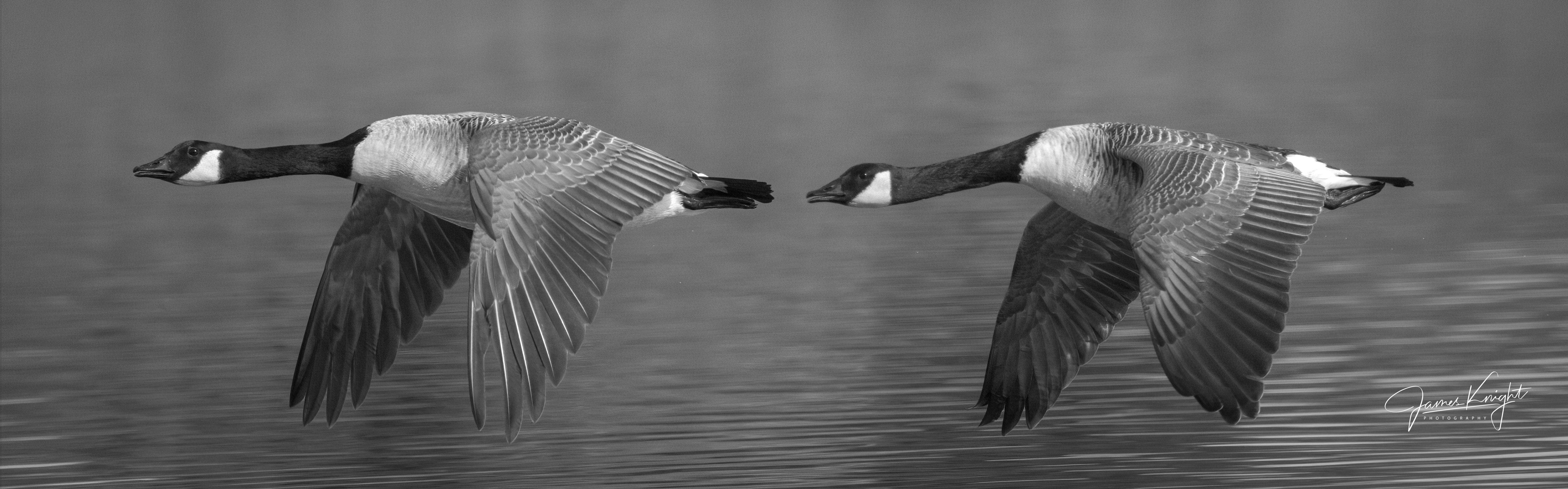 Canada geese flying in sync | Scrolller