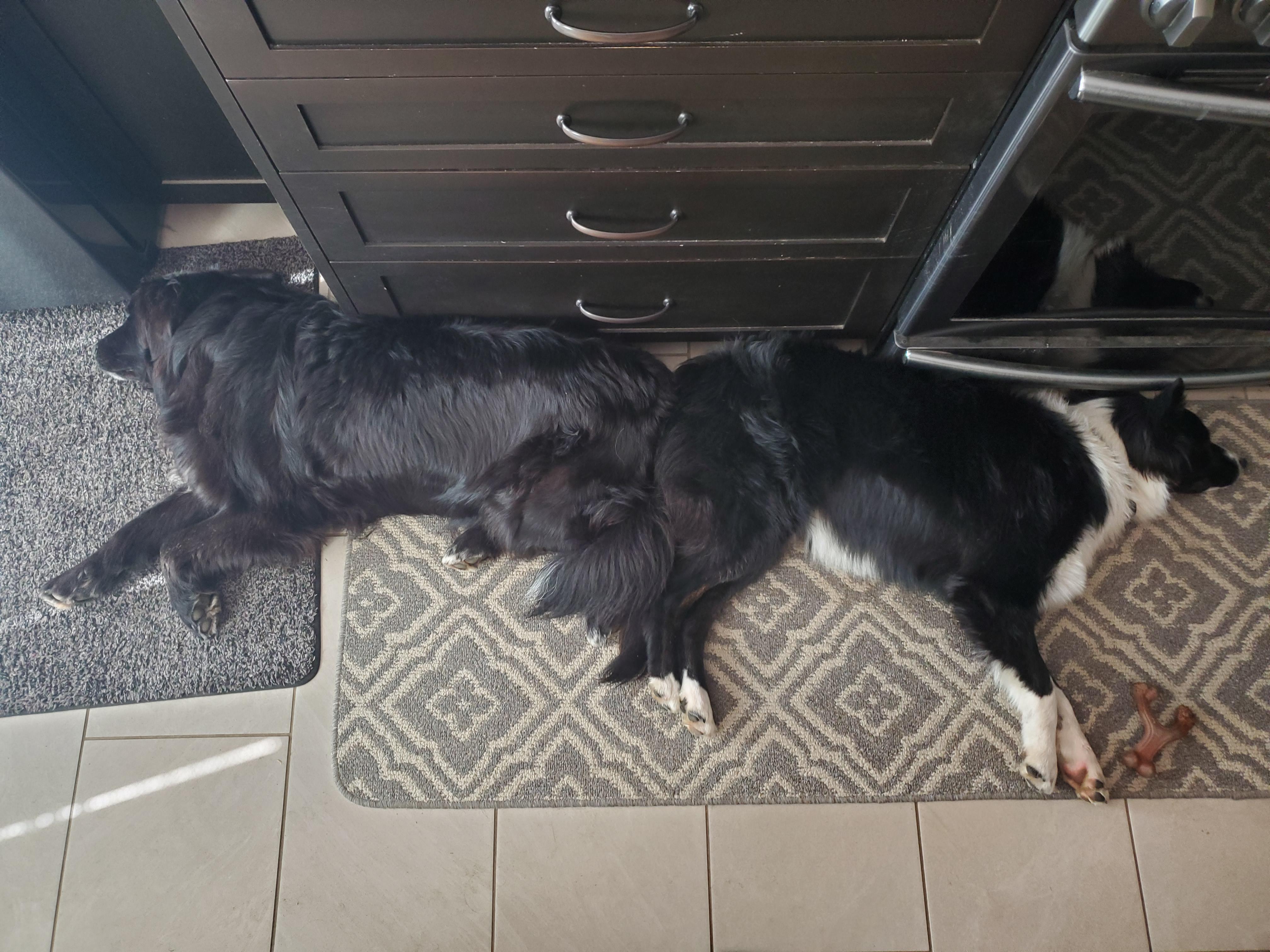 Canine Push Me Pull You | Scrolller