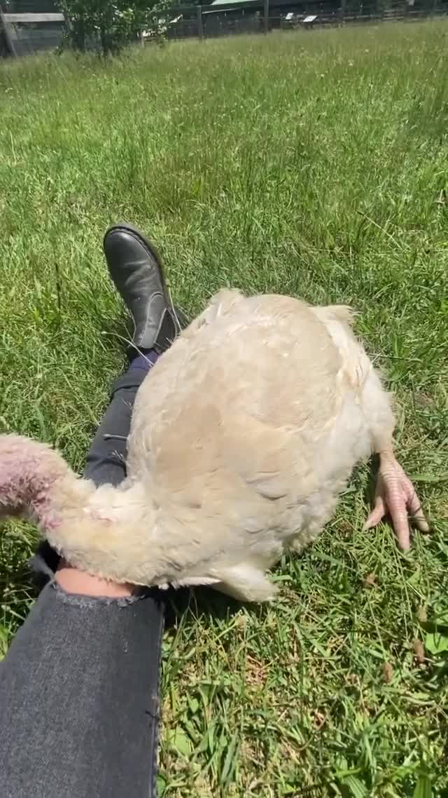 Can't move. Turkey is sleeping. | Scrolller