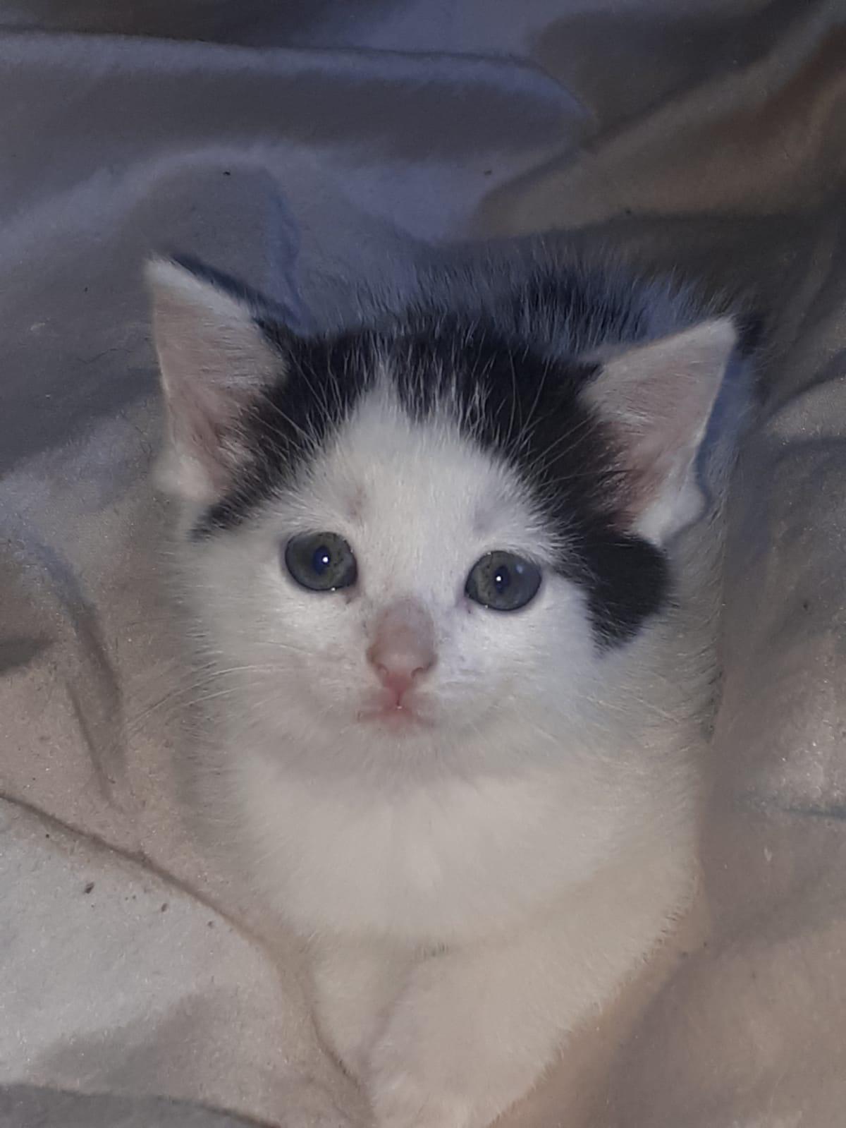 Can't resist, must pet | Scrolller