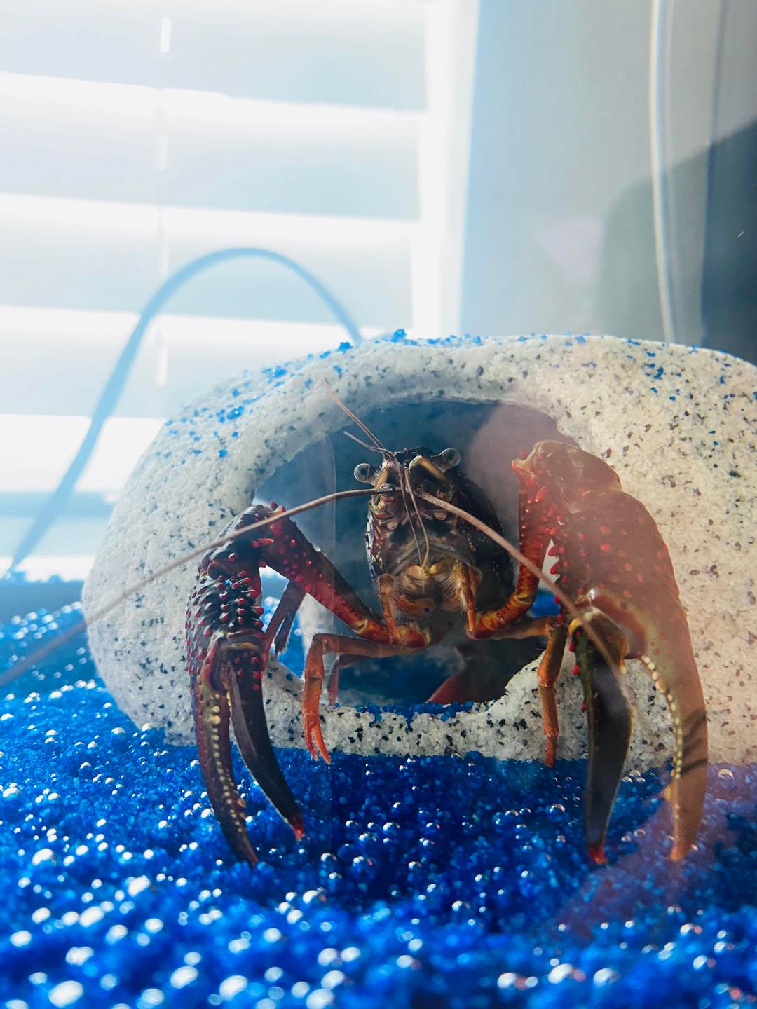 Captain Crunch has turned into an absolute unit. | Scrolller