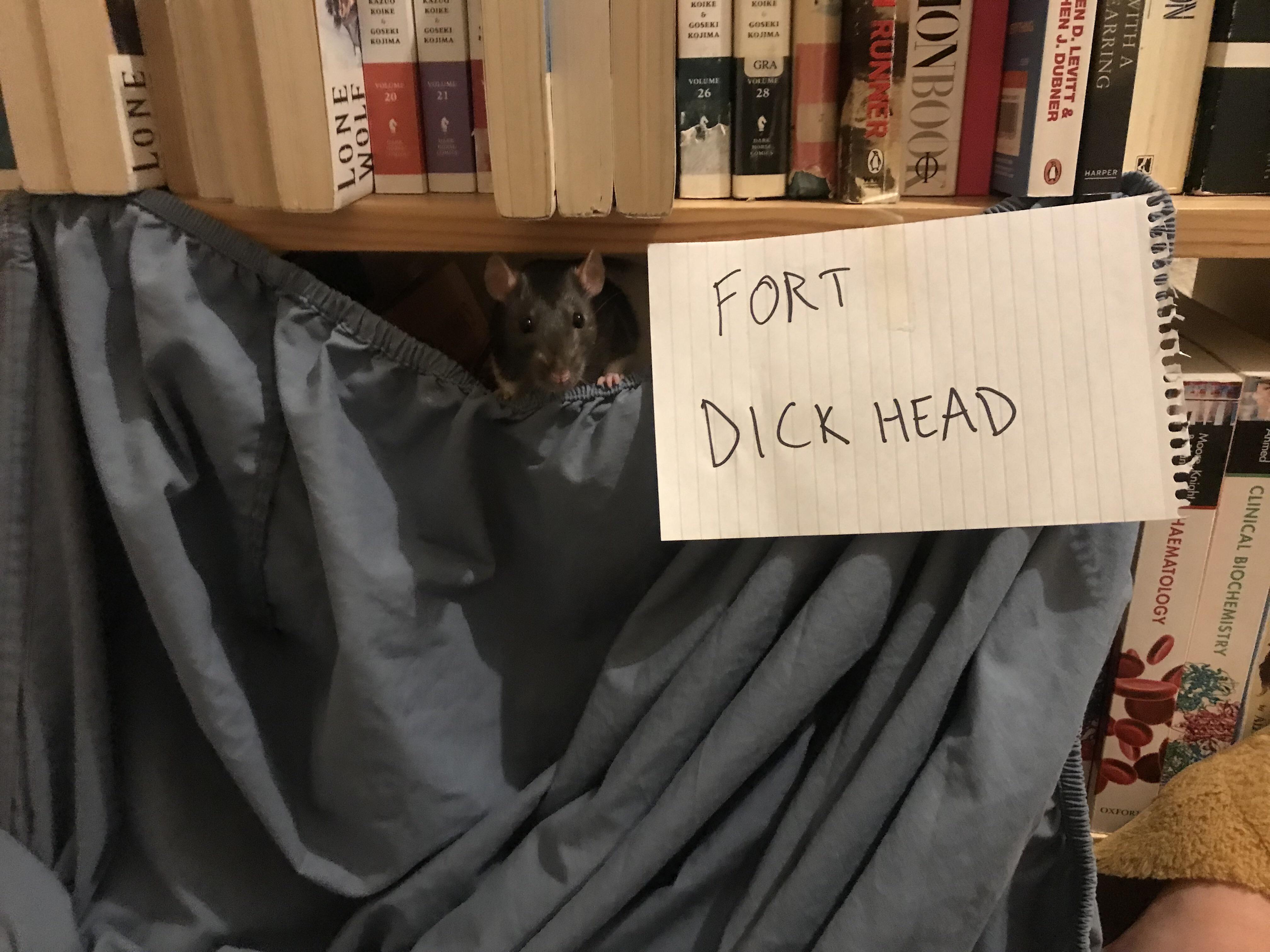 Captain of the fort | Scrolller