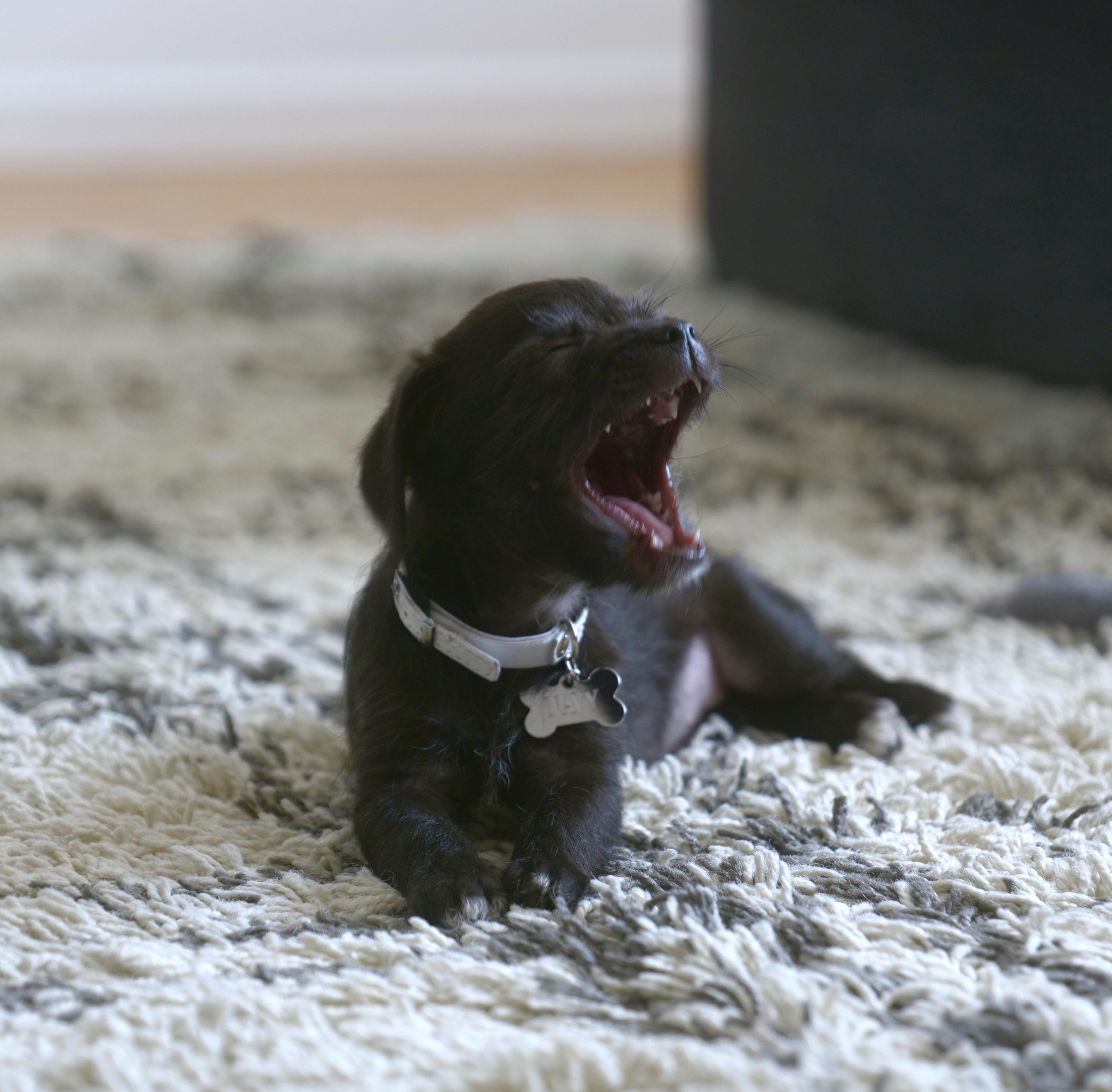 caption this | Scrolller