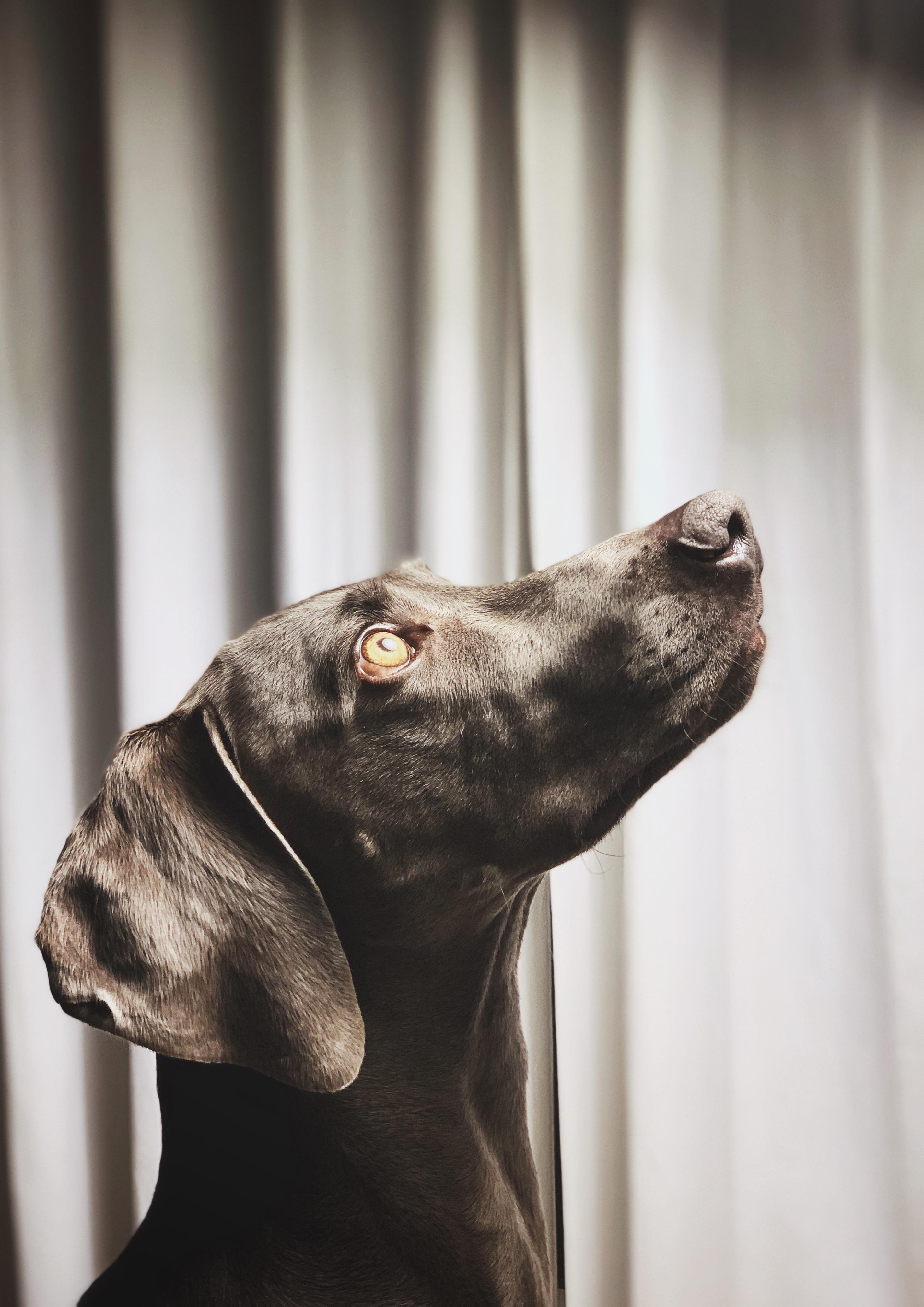 Captivated by a fly | Scrolller