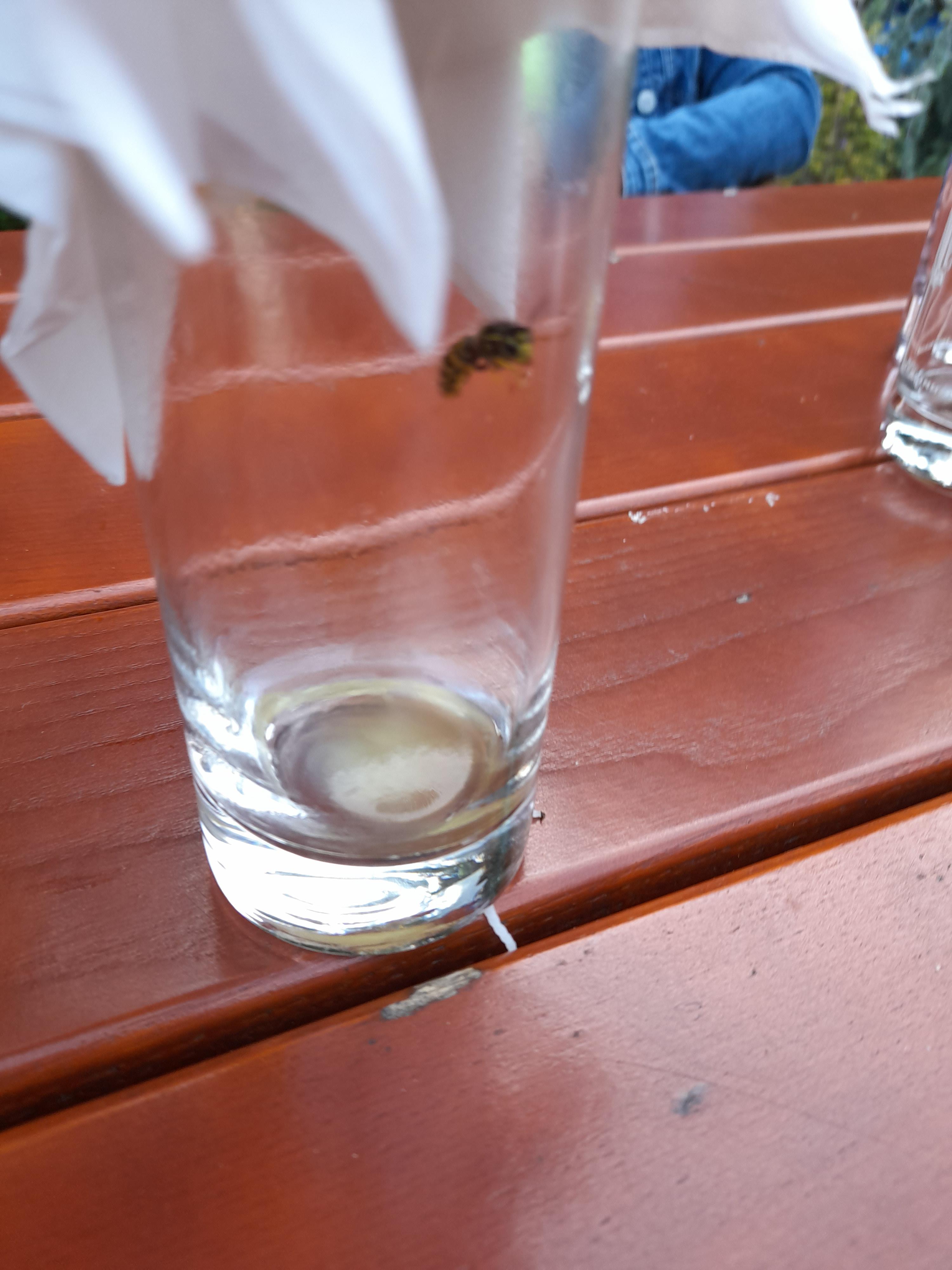 Captured this little bitch wasp | Scrolller