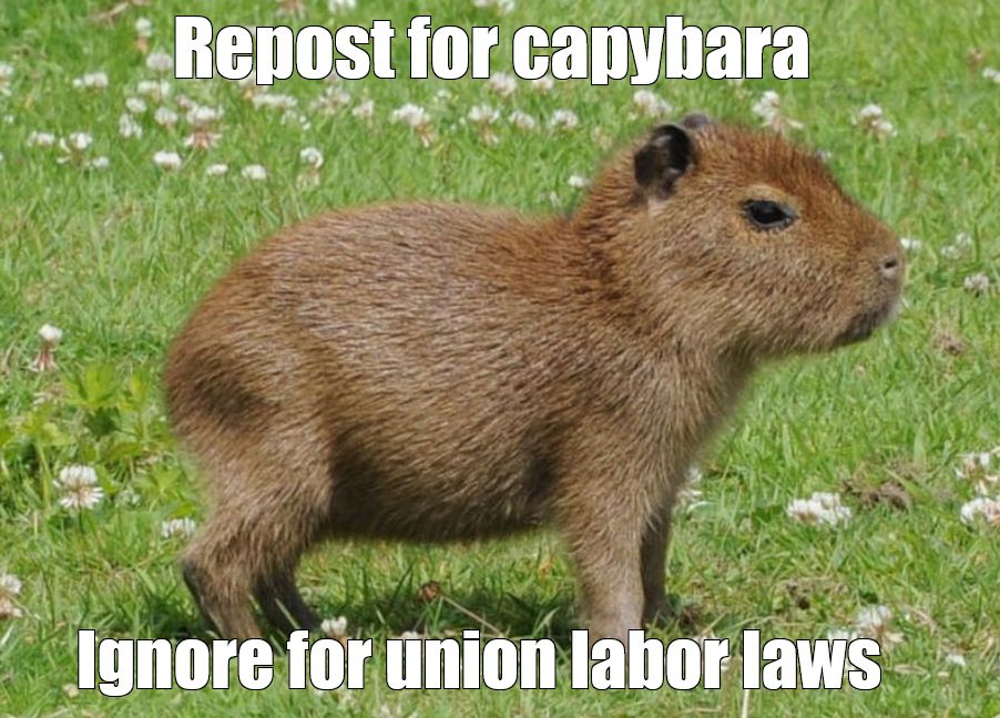 capybara | Scrolller