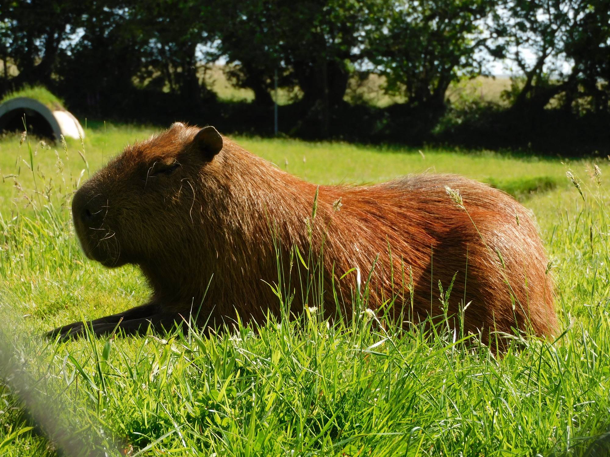 Capybara Chilling | Scrolller