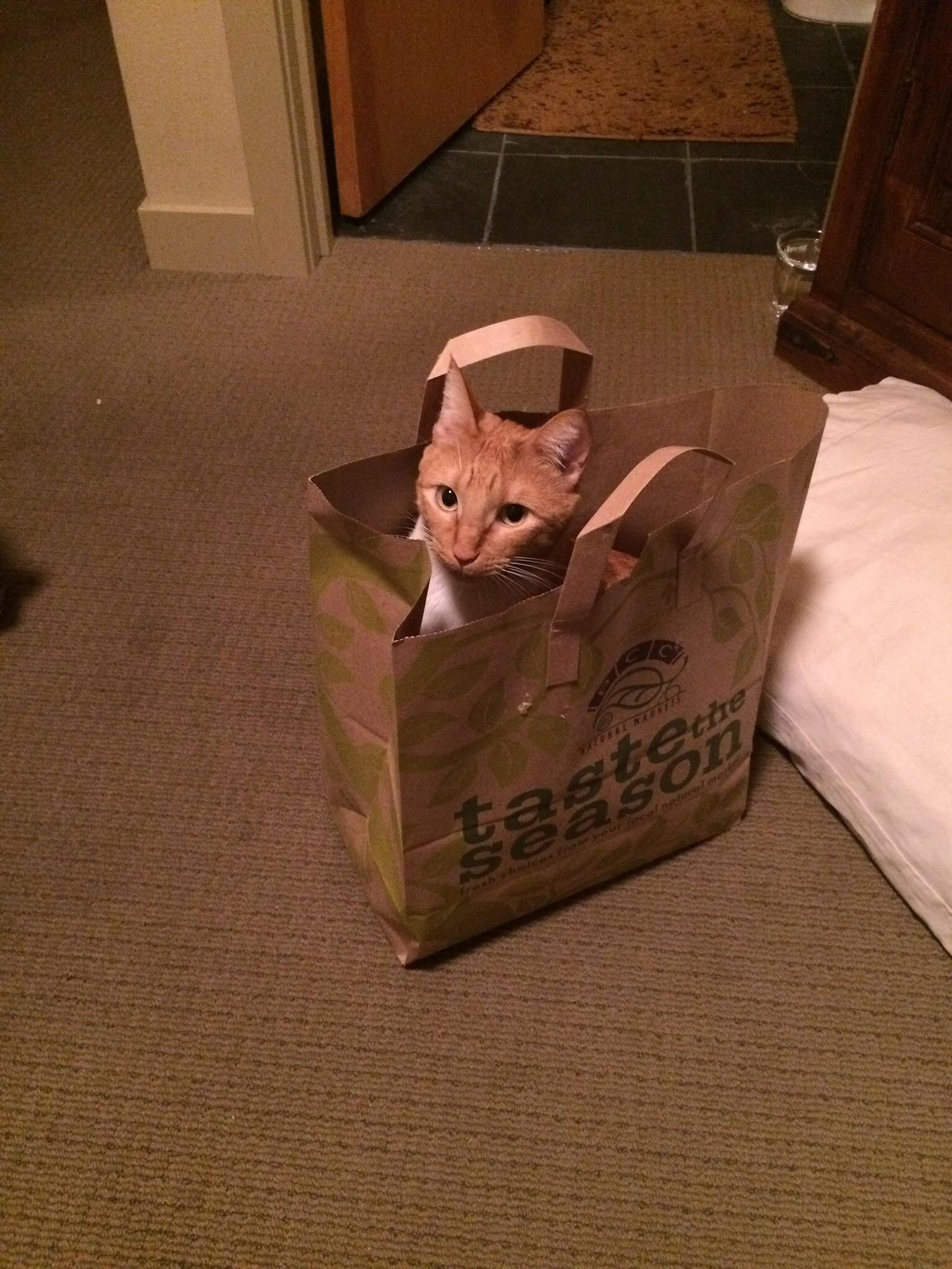 caramella in her bag | Scrolller